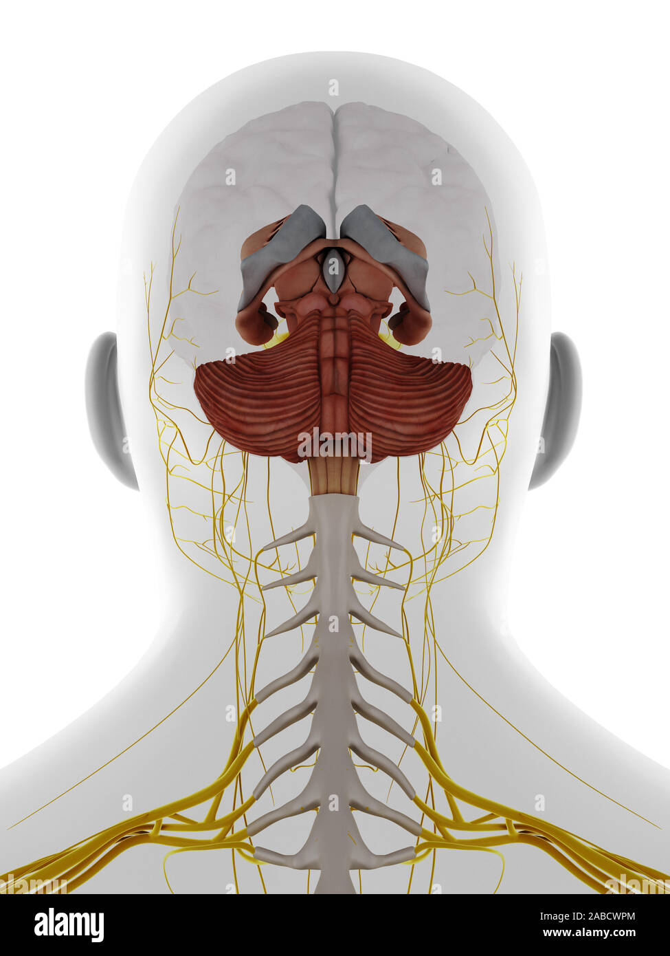 3d rendered medically accurate illustration of the posterior Stock ...