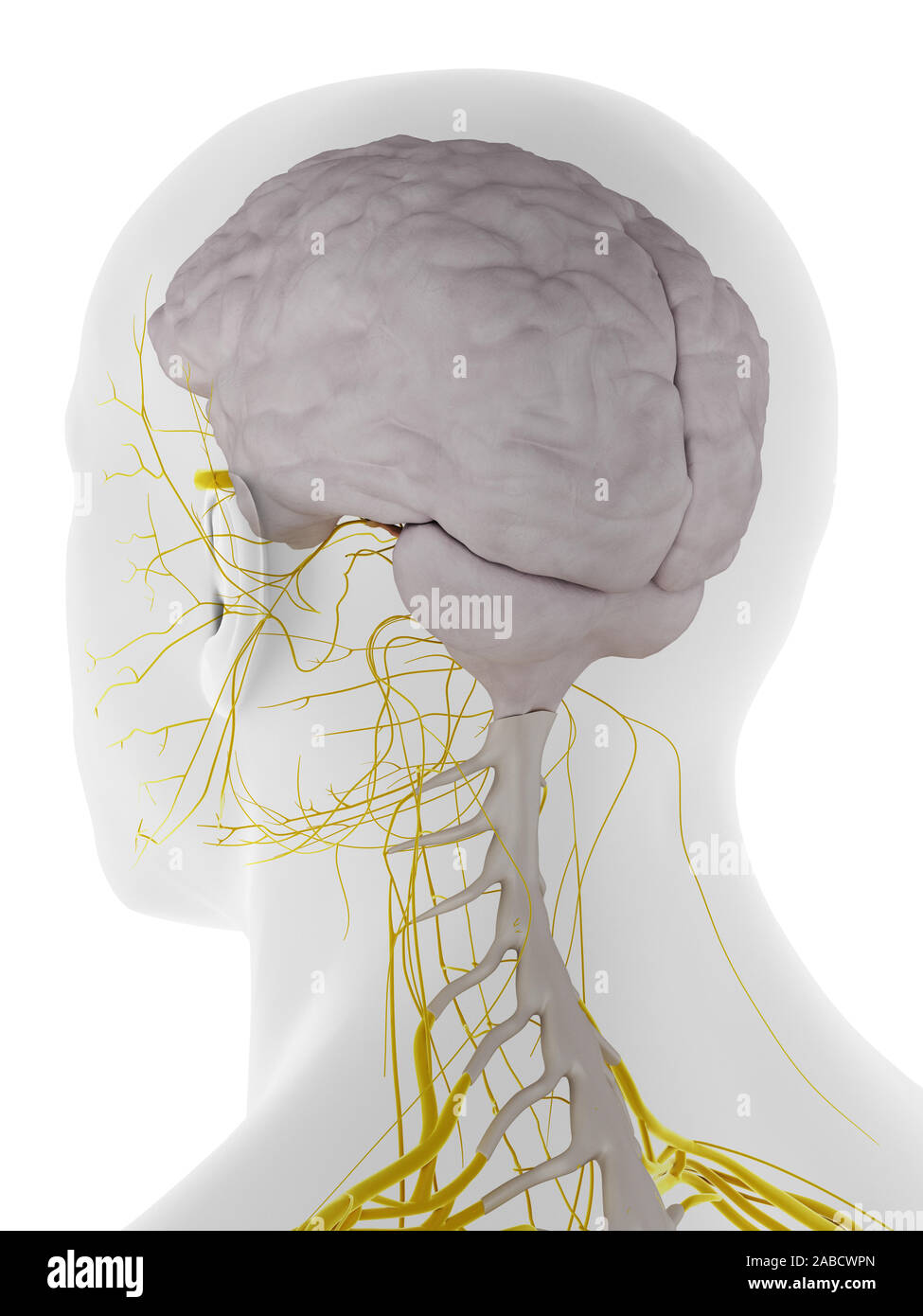 3d rendered medically accurate illustration of the back of the dura ...
