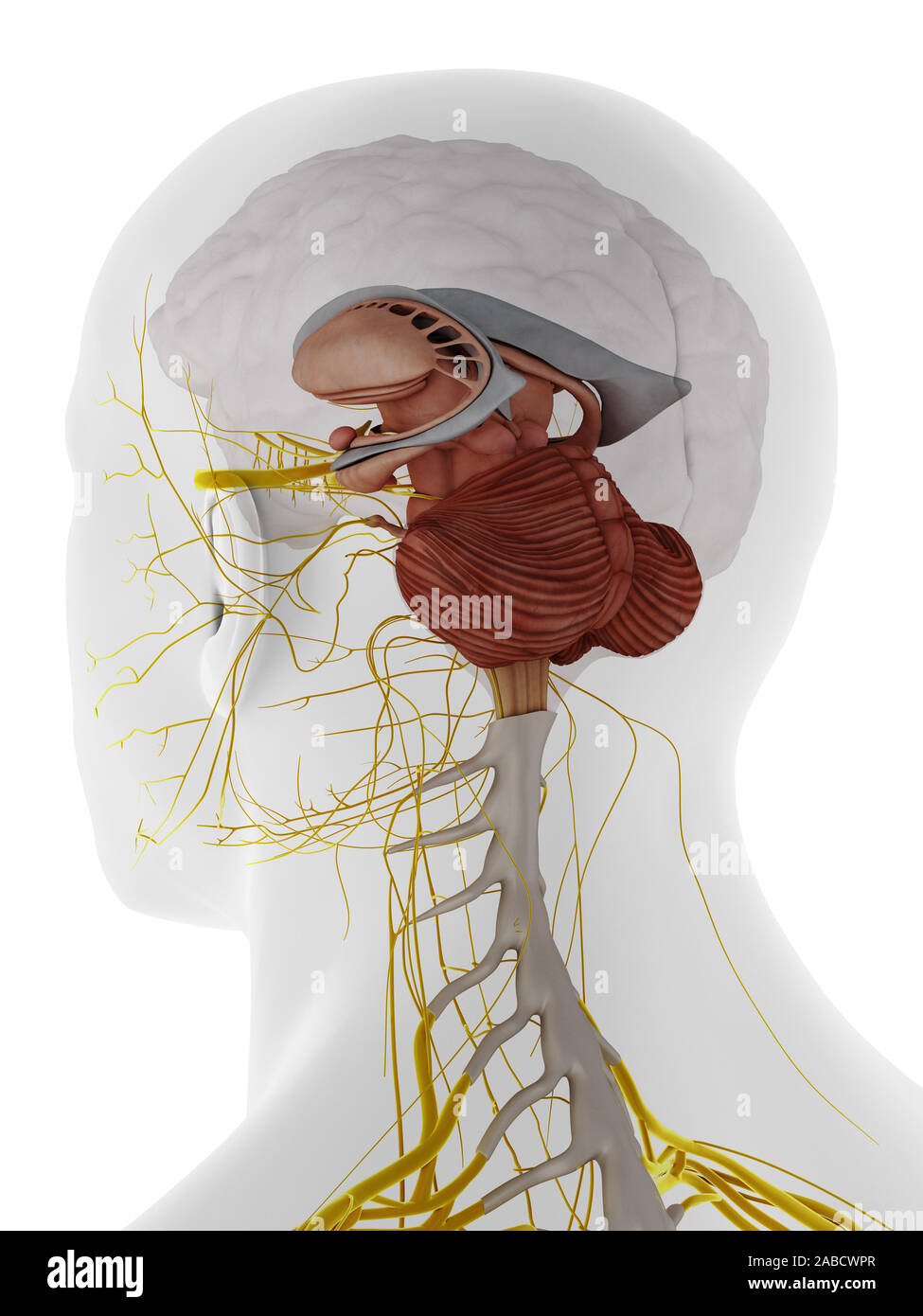 3d rendered medically accurate illustration of the back of the internal ...