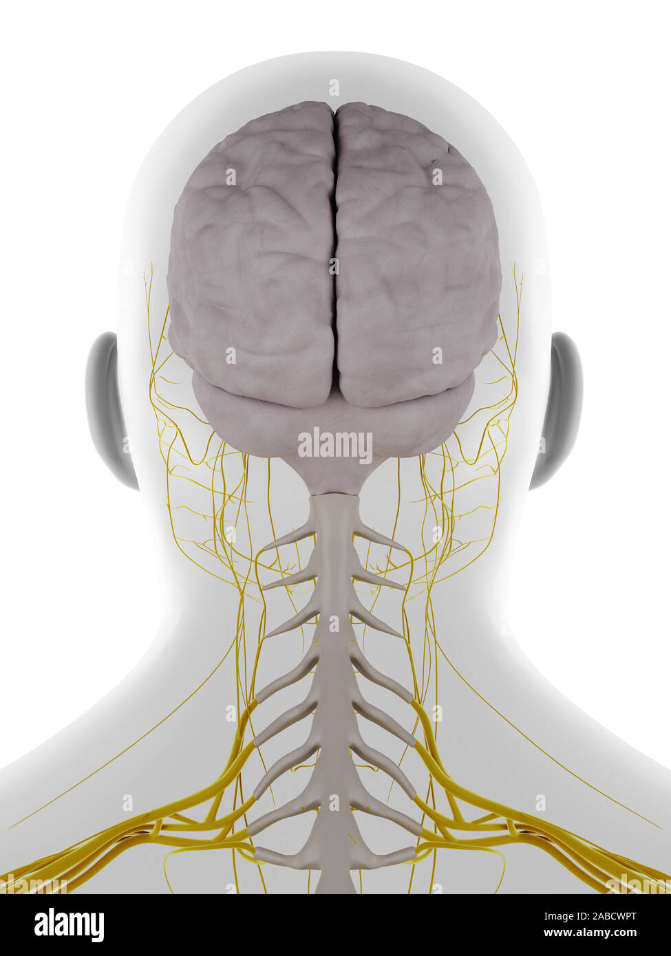3d rendered medically accurate illustration of the posterior Stock ...