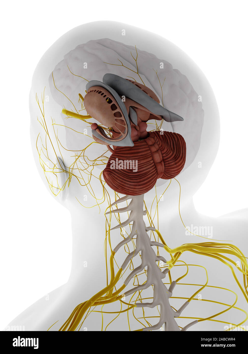 3d rendered medically accurate illustration of the internal brain ...