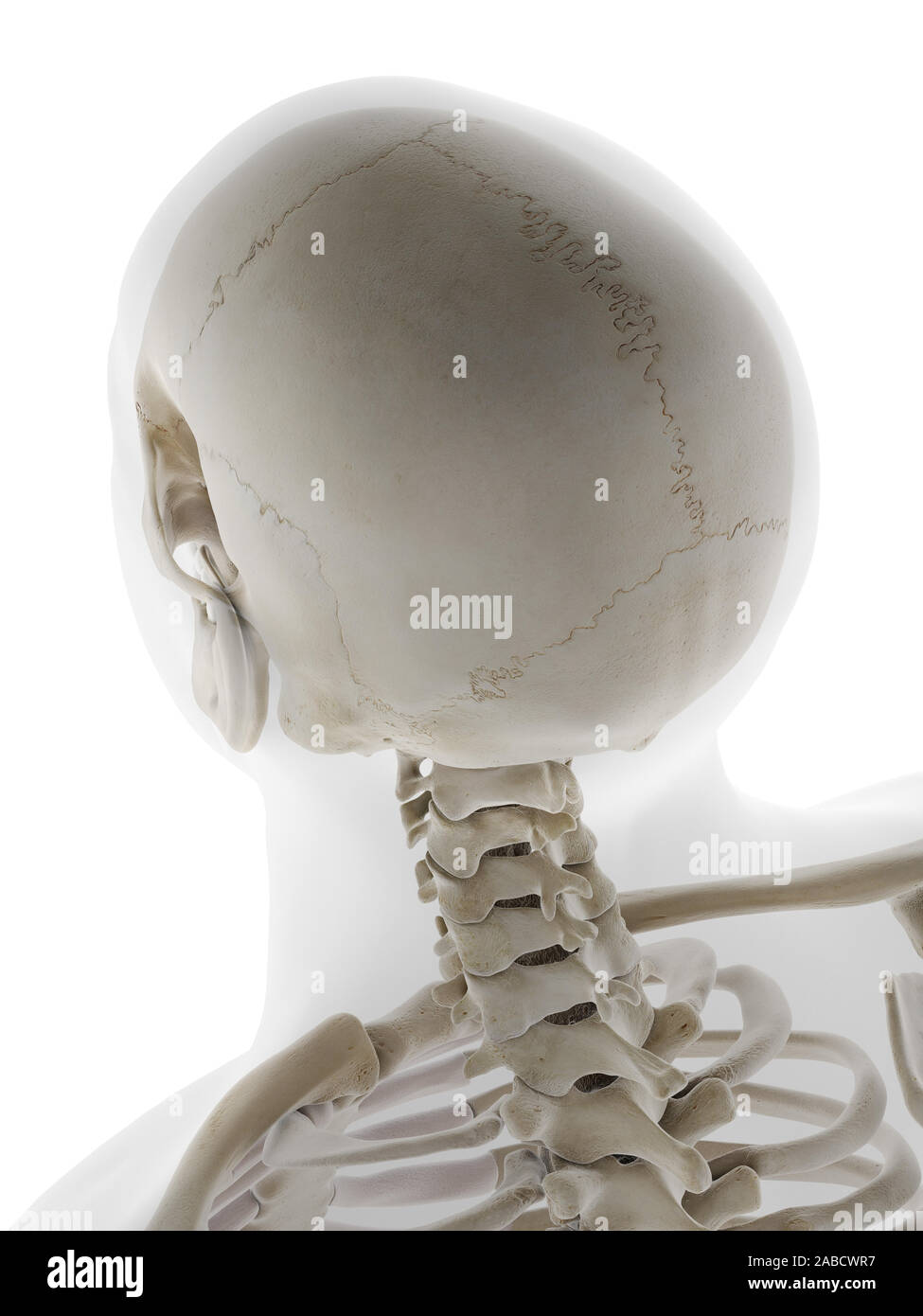 3d rendered medically accurate illustration of the skull Stock Photo ...