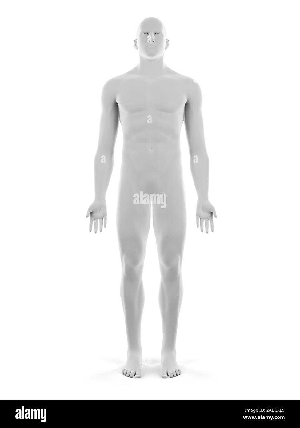 3d Rendered Medically Accurate Illustration Of The Male Body Stock