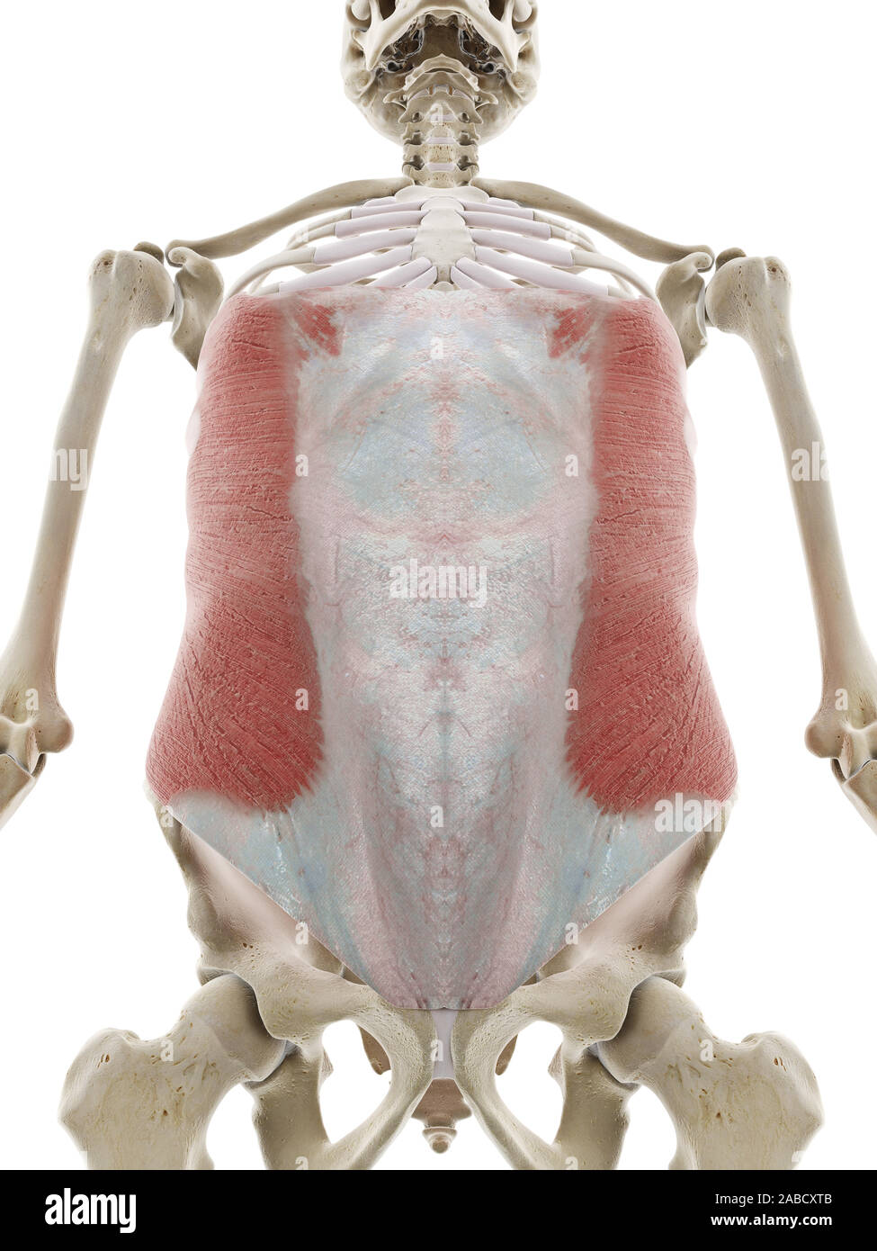 3d rendered medically accurate illustration of the external oblique ...