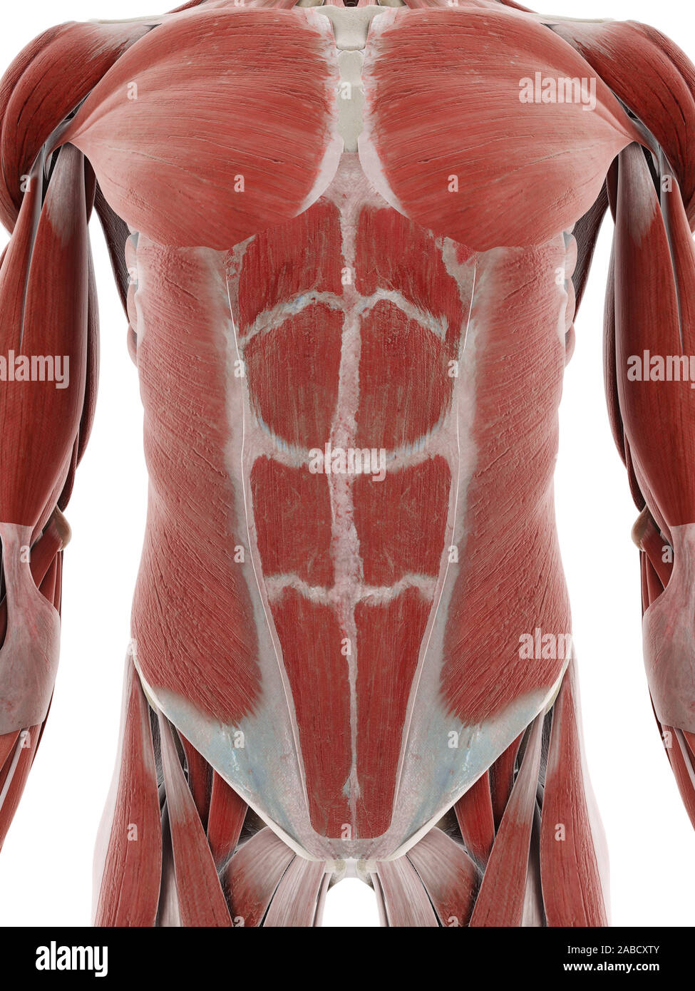 3d rendered medically accurate illustration of the muscular abdomen ...