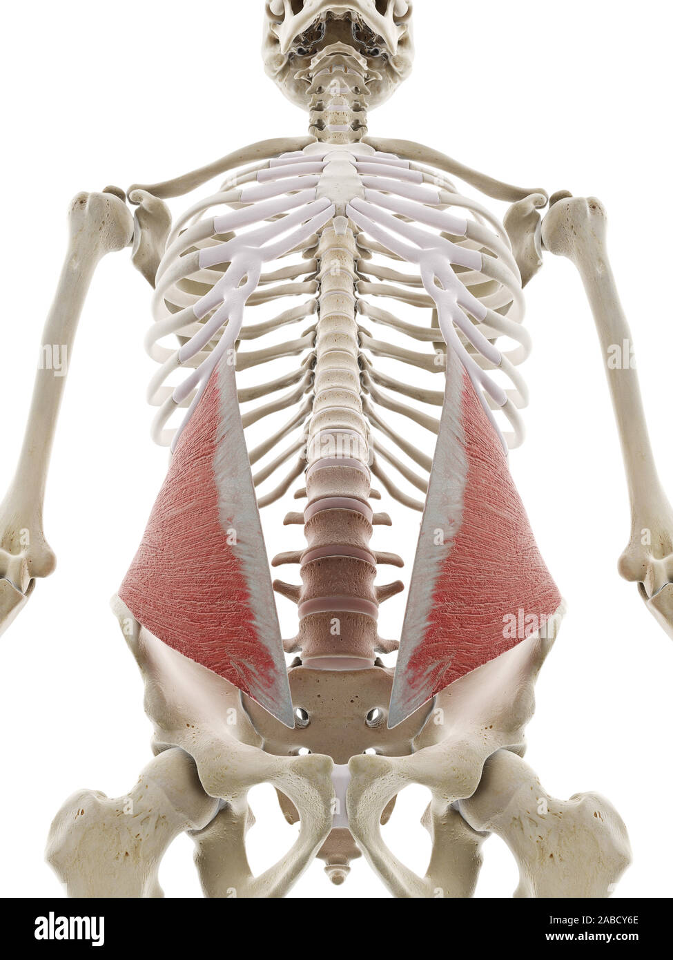 3d rendered medically accurate illustration of the internal oblique ...