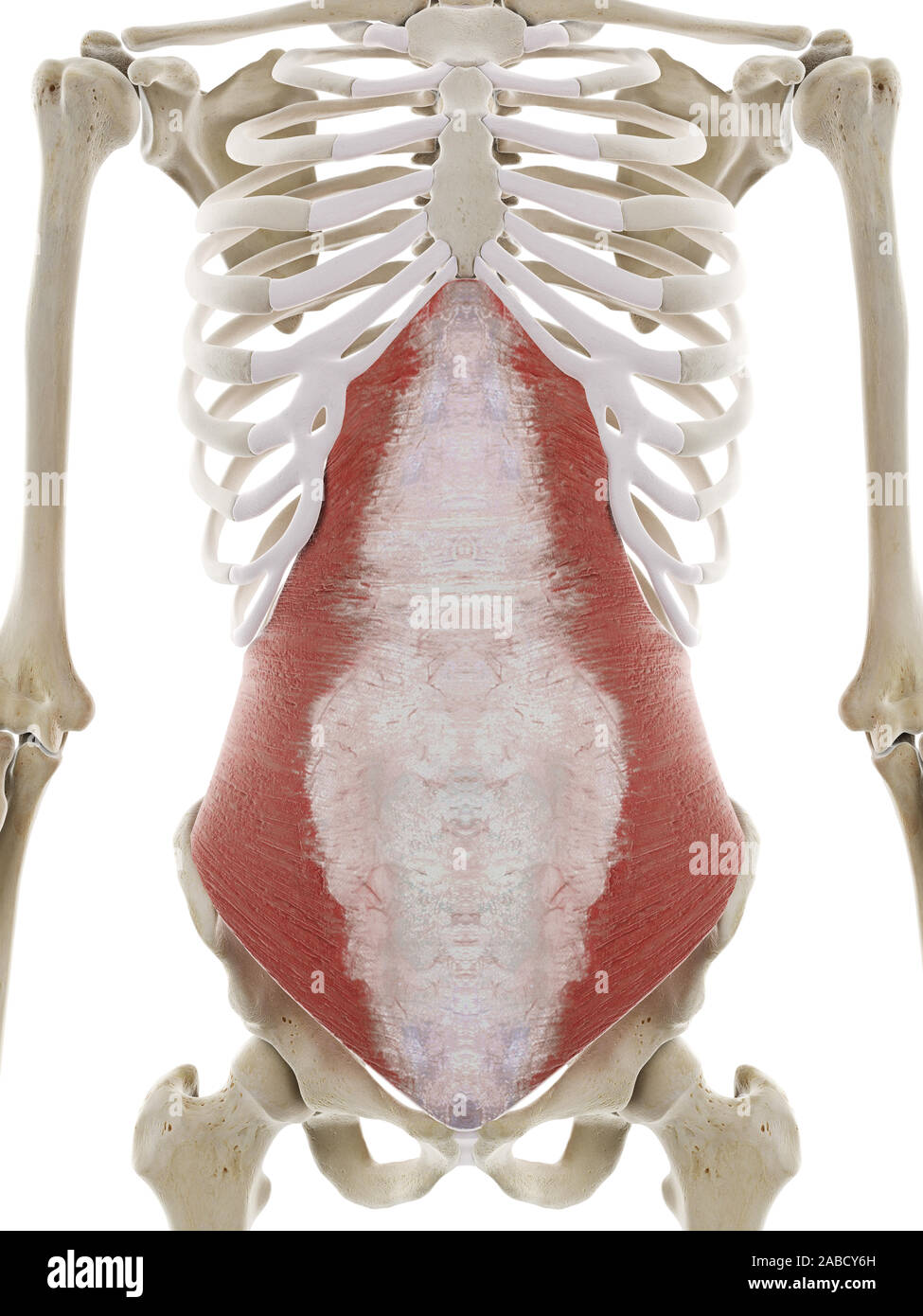 Transversus abdominis muscle hi-res stock photography and images - Alamy
