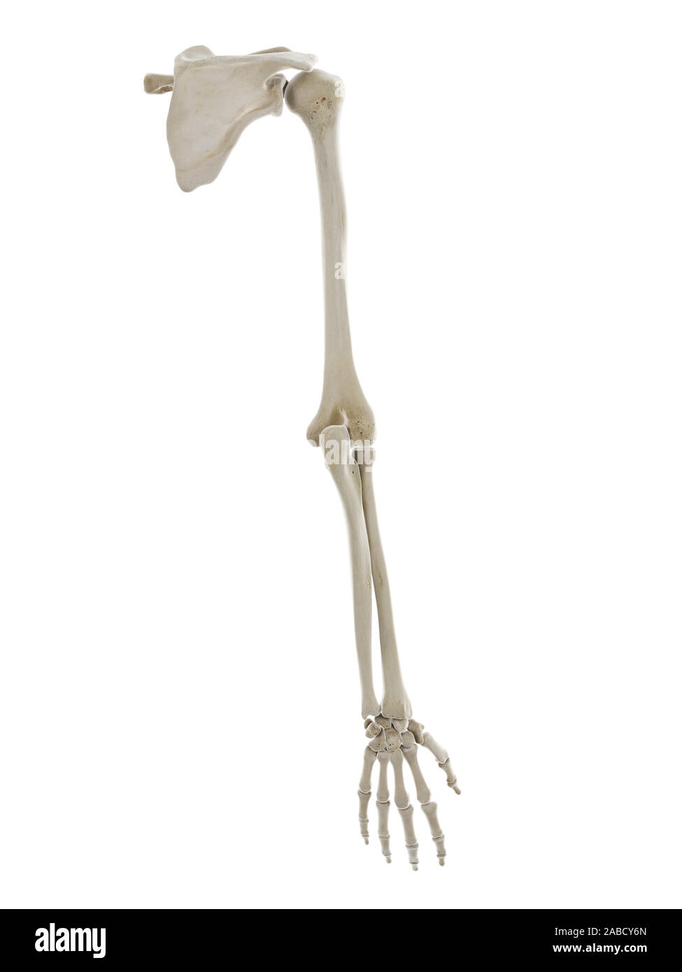 3d rendered medically accurate illustration of the bones of the arm ...