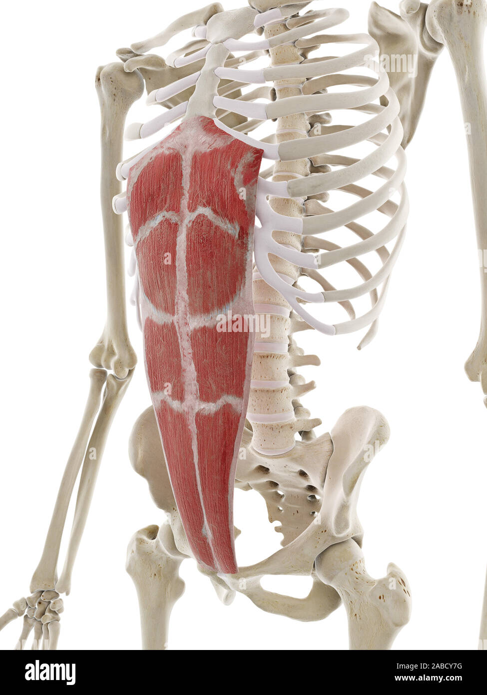 3d rendered medically accurate illustration of the rectus abdominis ...