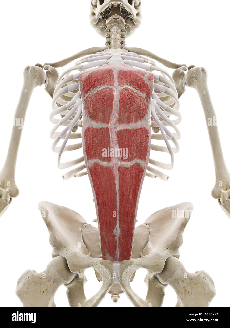 Abdominal rectus muscle hi-res stock photography and images - Alamy