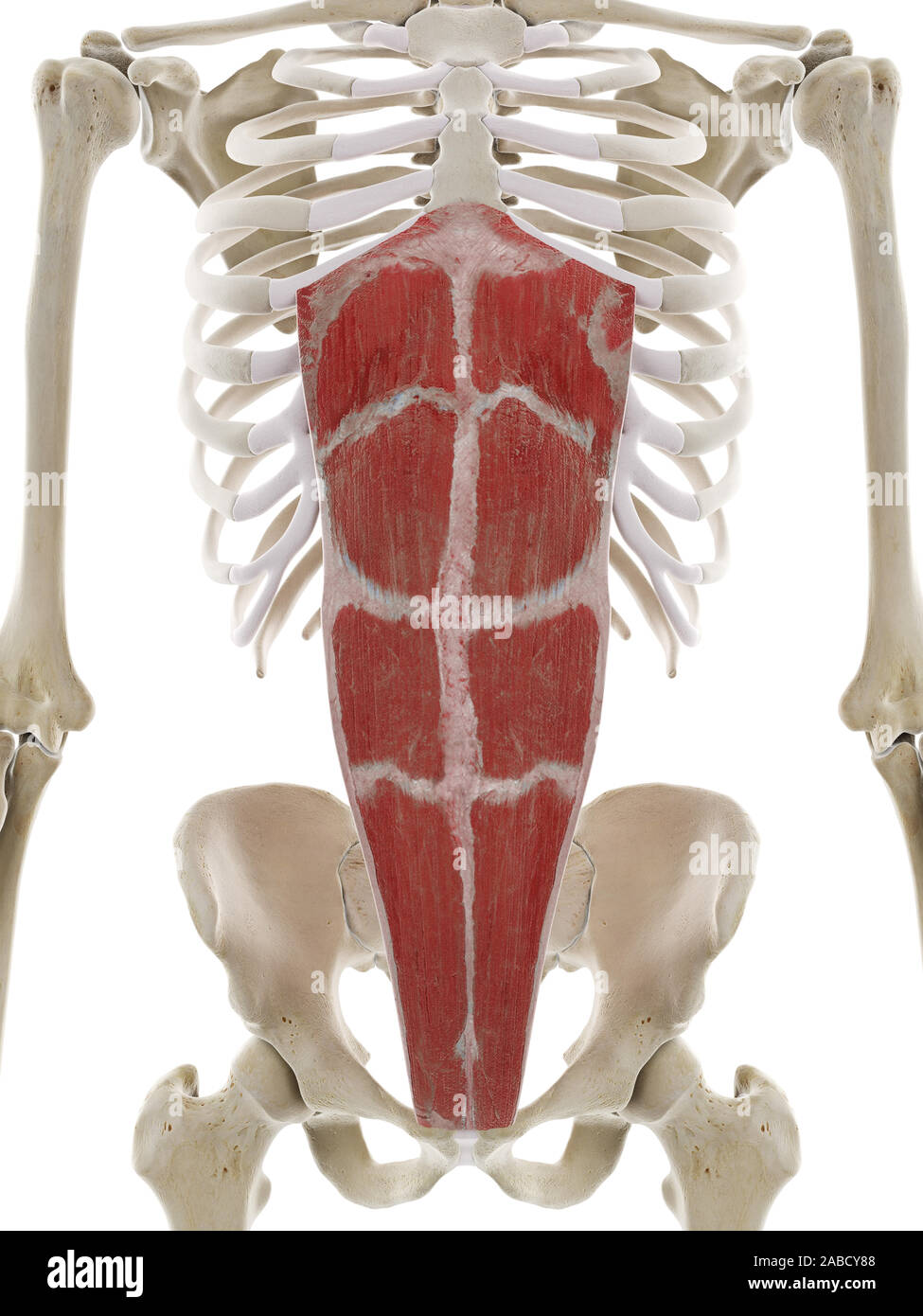 3d rendered medically accurate illustration of the rectus abdominis ...