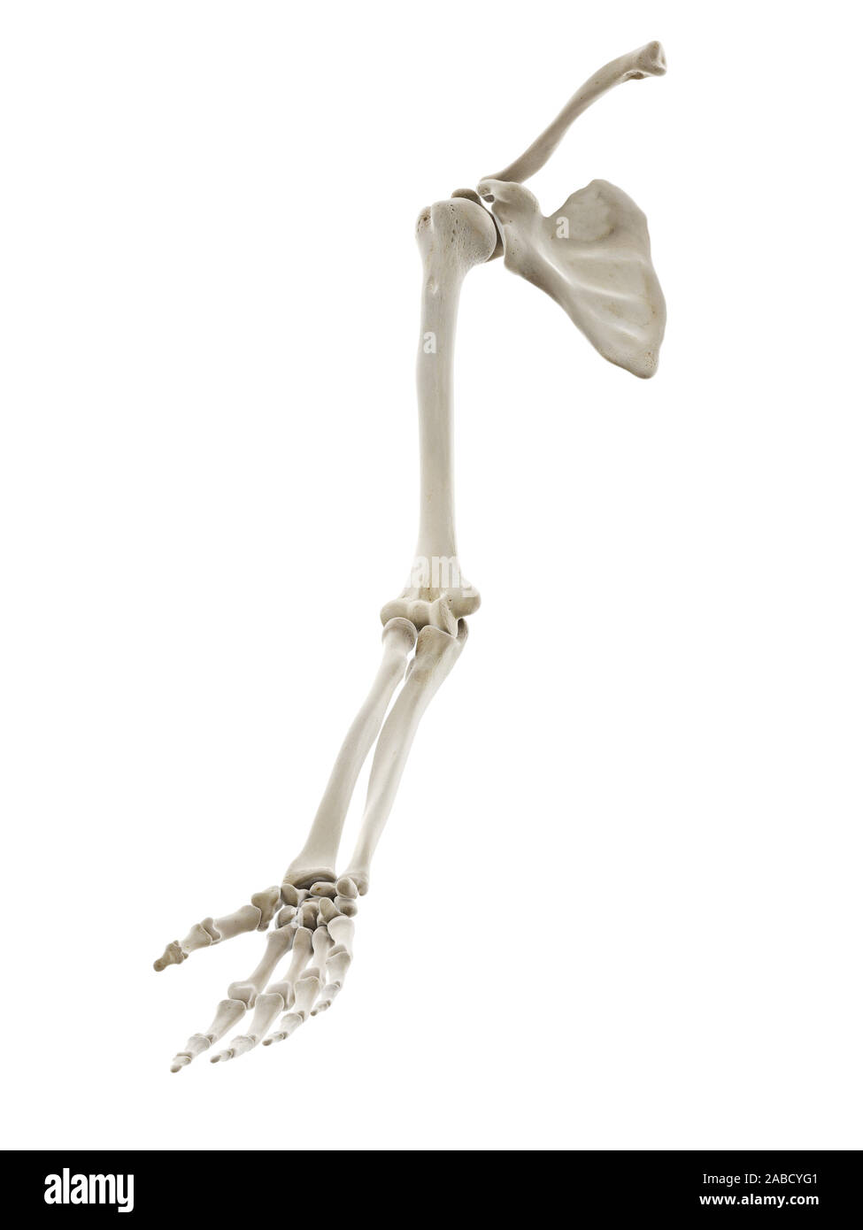 3d rendered medically accurate illustration of the bones of the arm ...