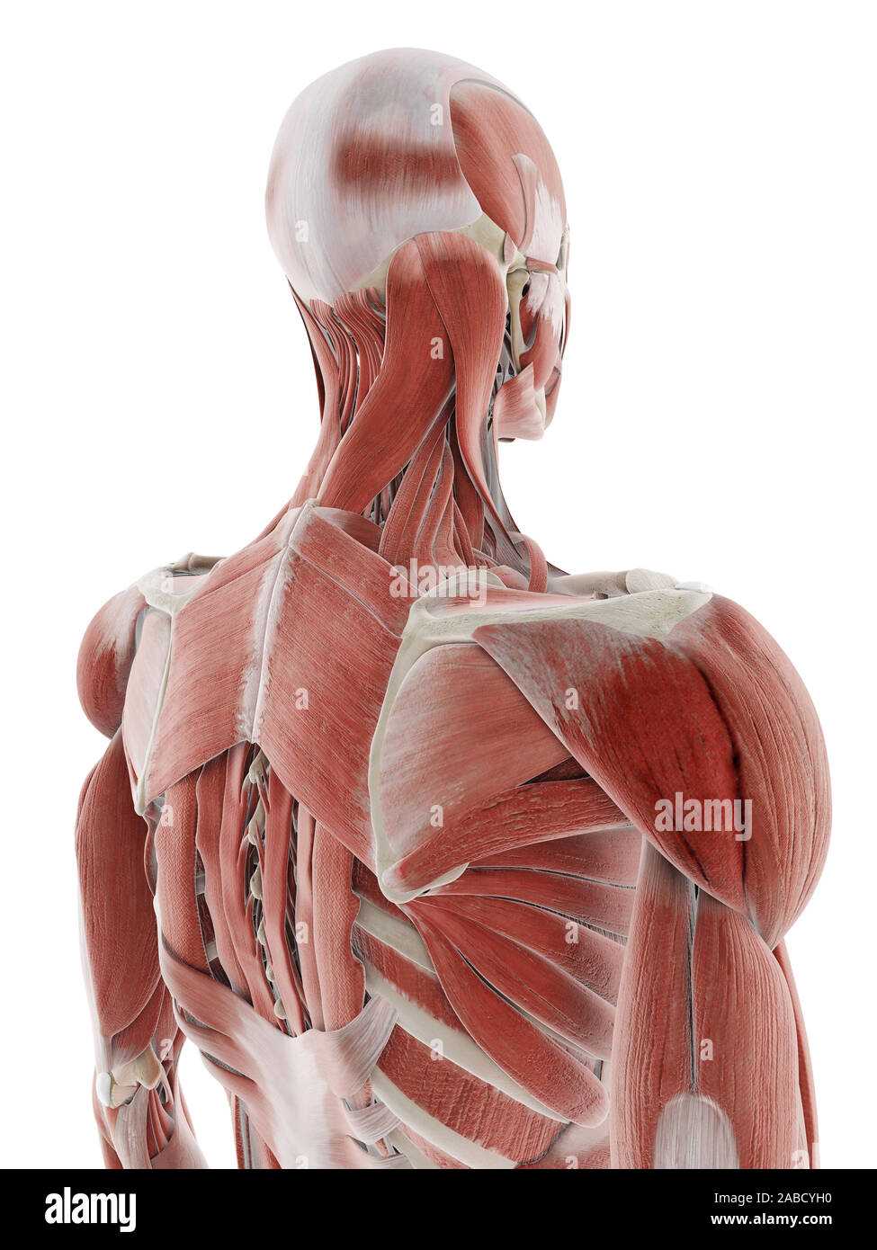 3d rendered medically accurate illustration of the deep back muscles ...