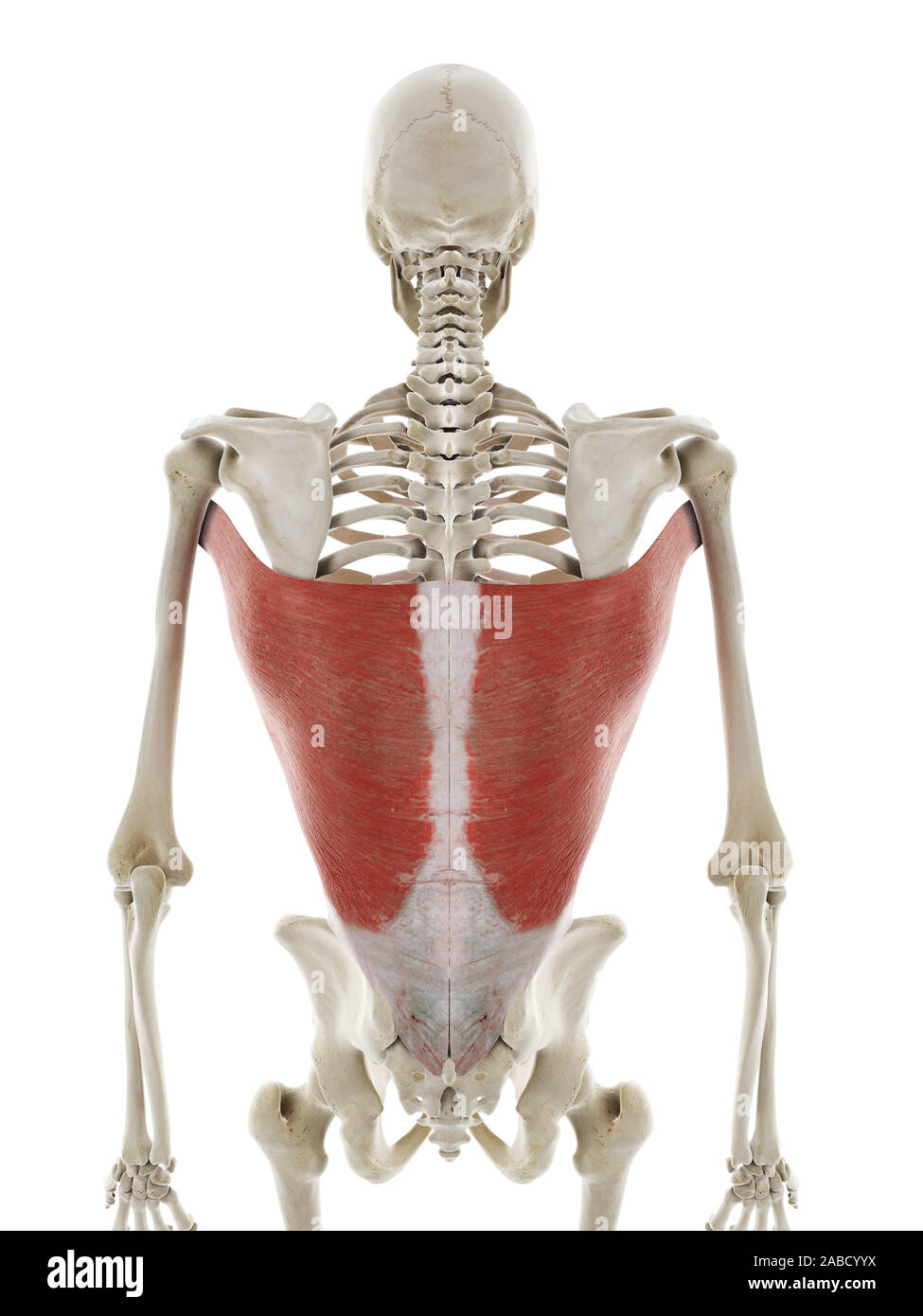 3d rendered medically accurate illustration of the latissimus dorsi ...