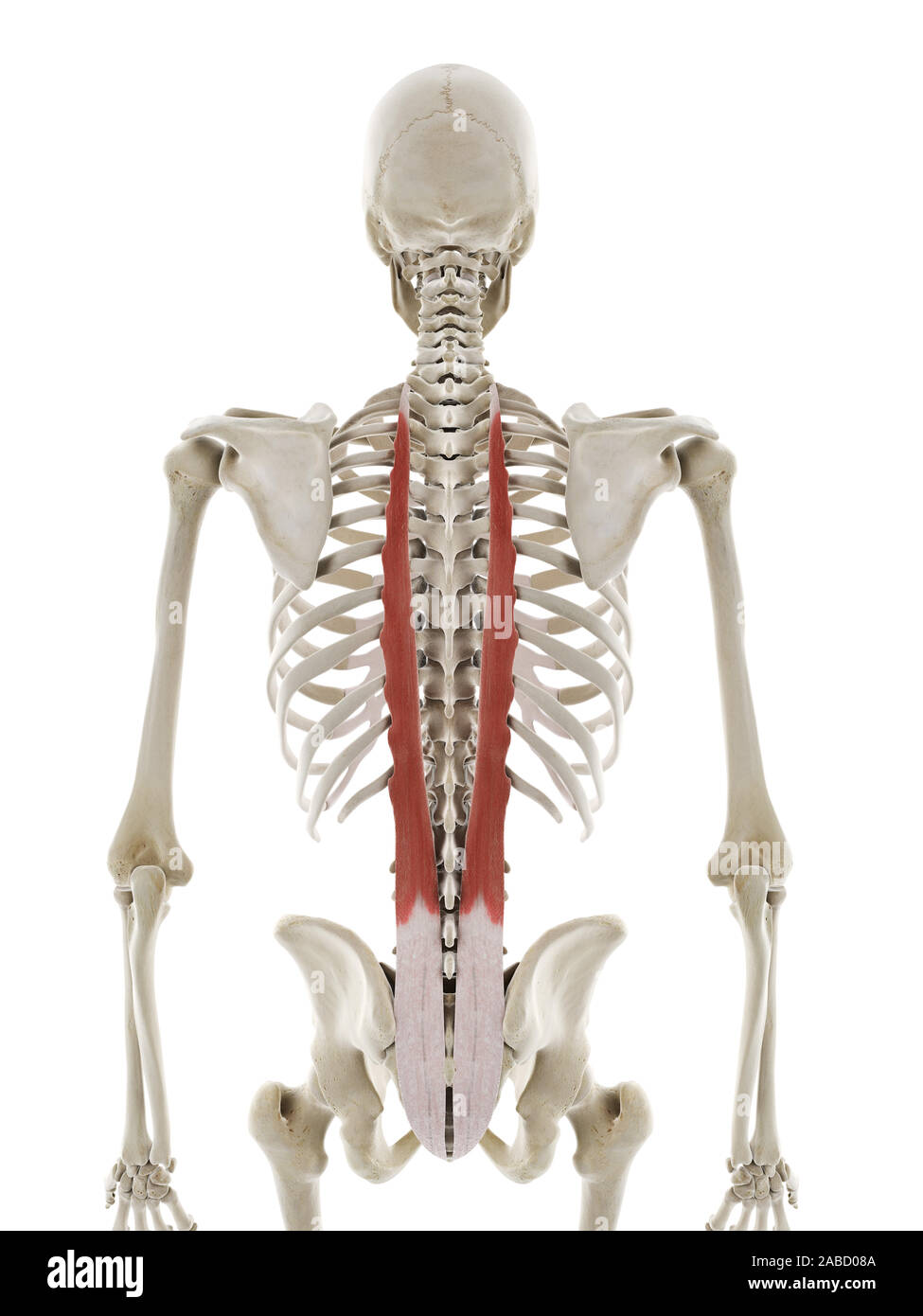 Longissimus thoracis muscle hi-res stock photography and images - Alamy