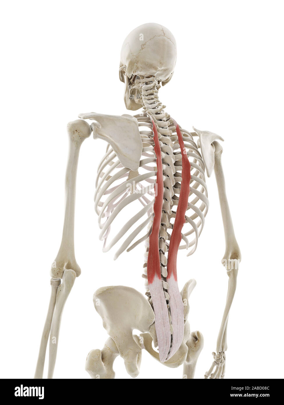 3d rendered medically accurate illustration of longissimus thoracis ...