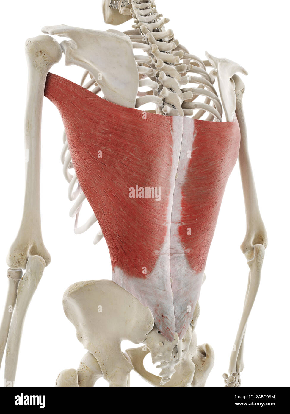 3d rendered medically accurate illustration of the latissimus dorsi ...