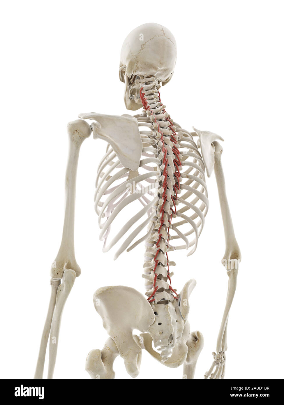 3d rendered medically accurate illustration of rotatores muscles Stock ...