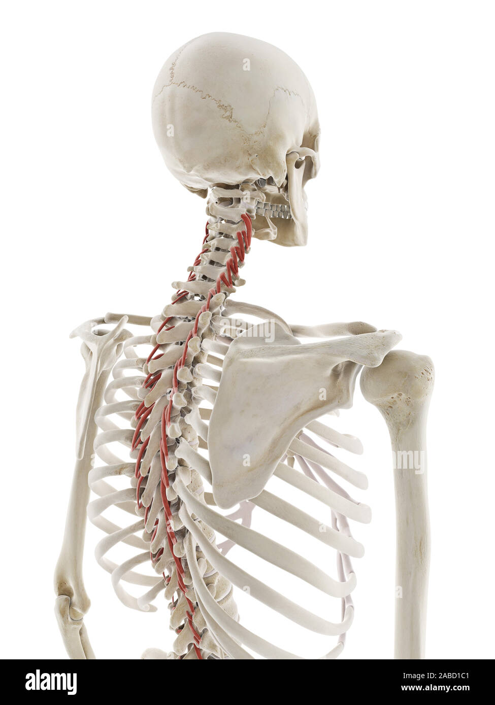 3d rendered medically accurate illustration of rotatores muscles Stock ...