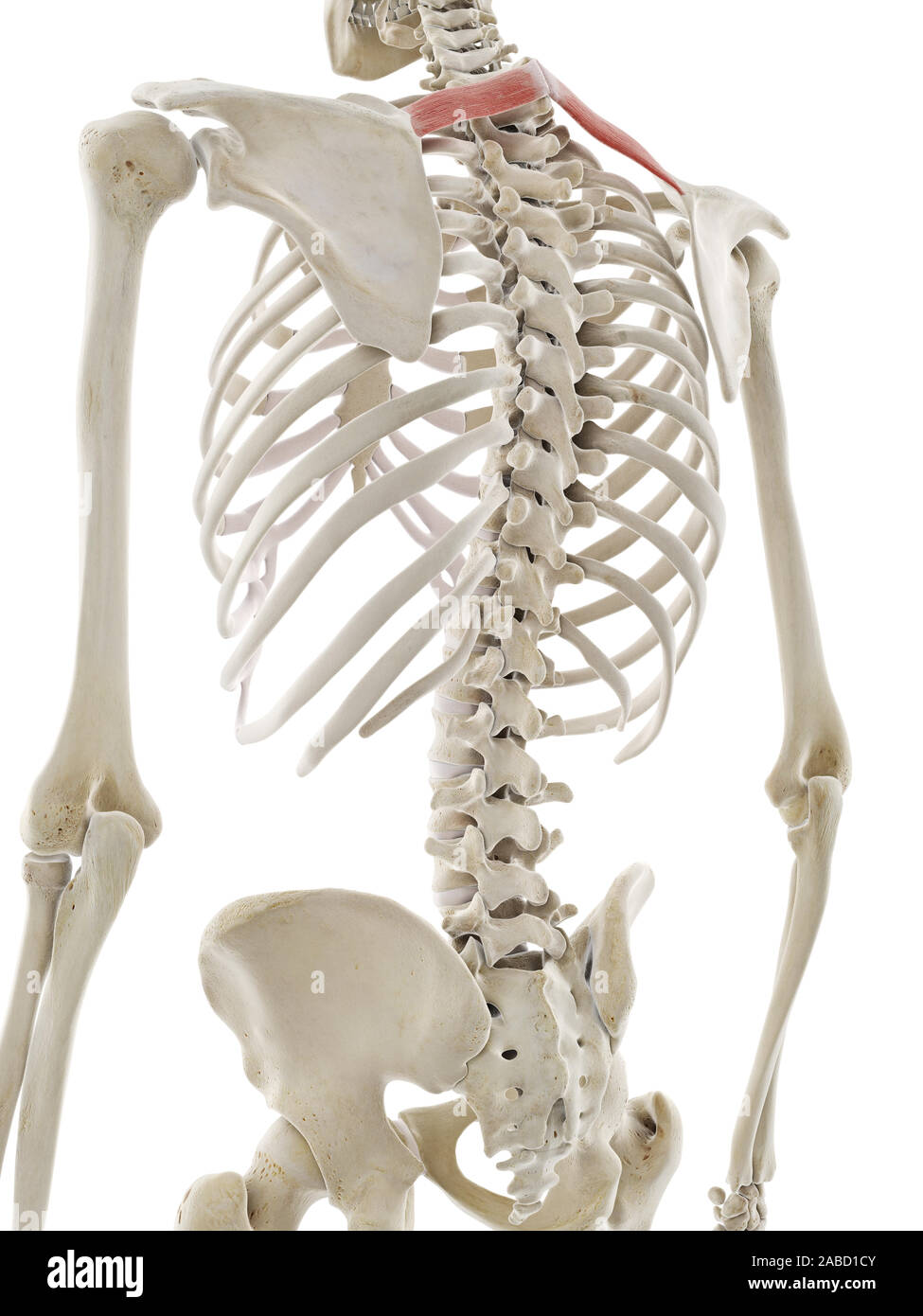 3d rendered medically accurate illustration of the rhomboid minor Stock ...