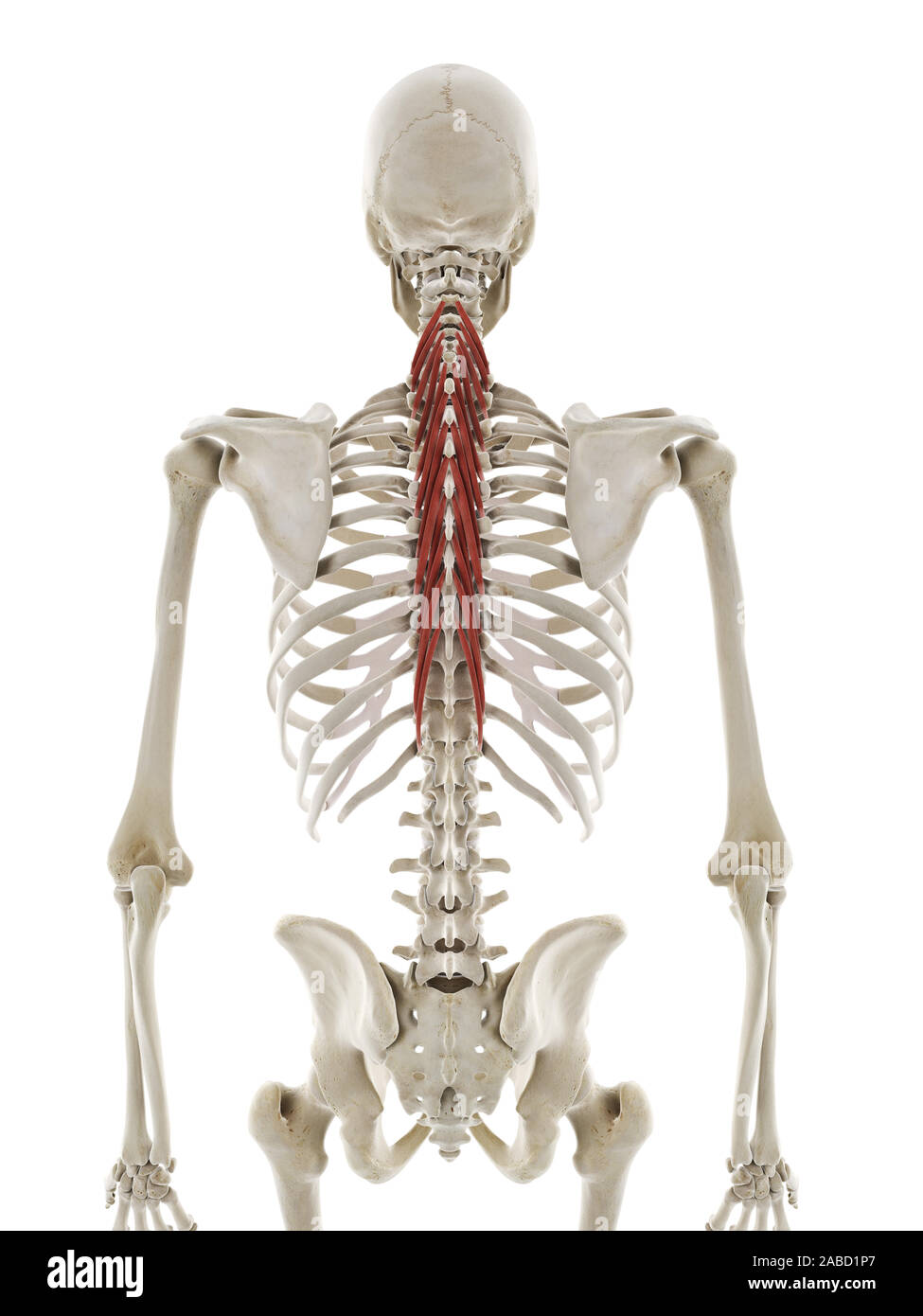 Semispinalis hi-res stock photography and images - Alamy