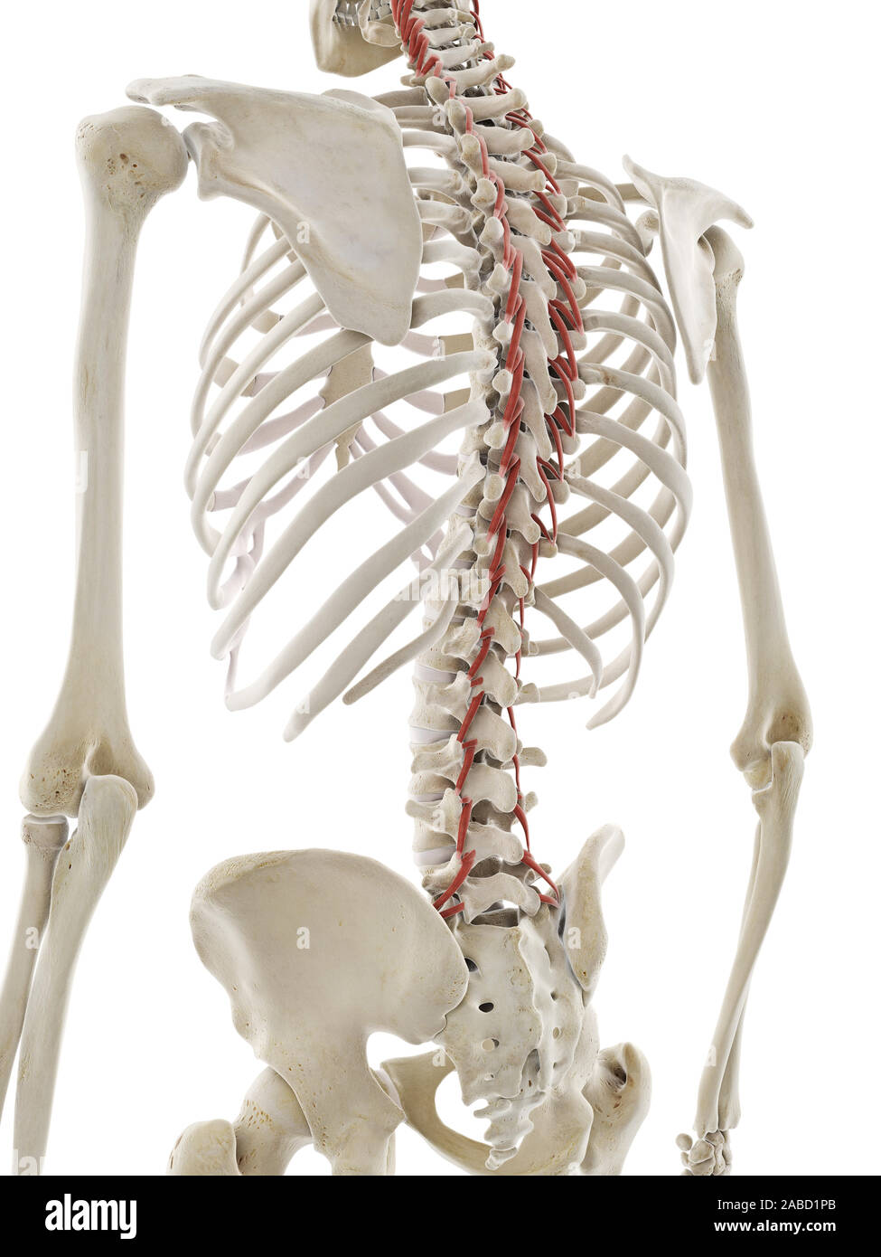 3d rendered medically accurate illustration of rotatores muscles Stock ...