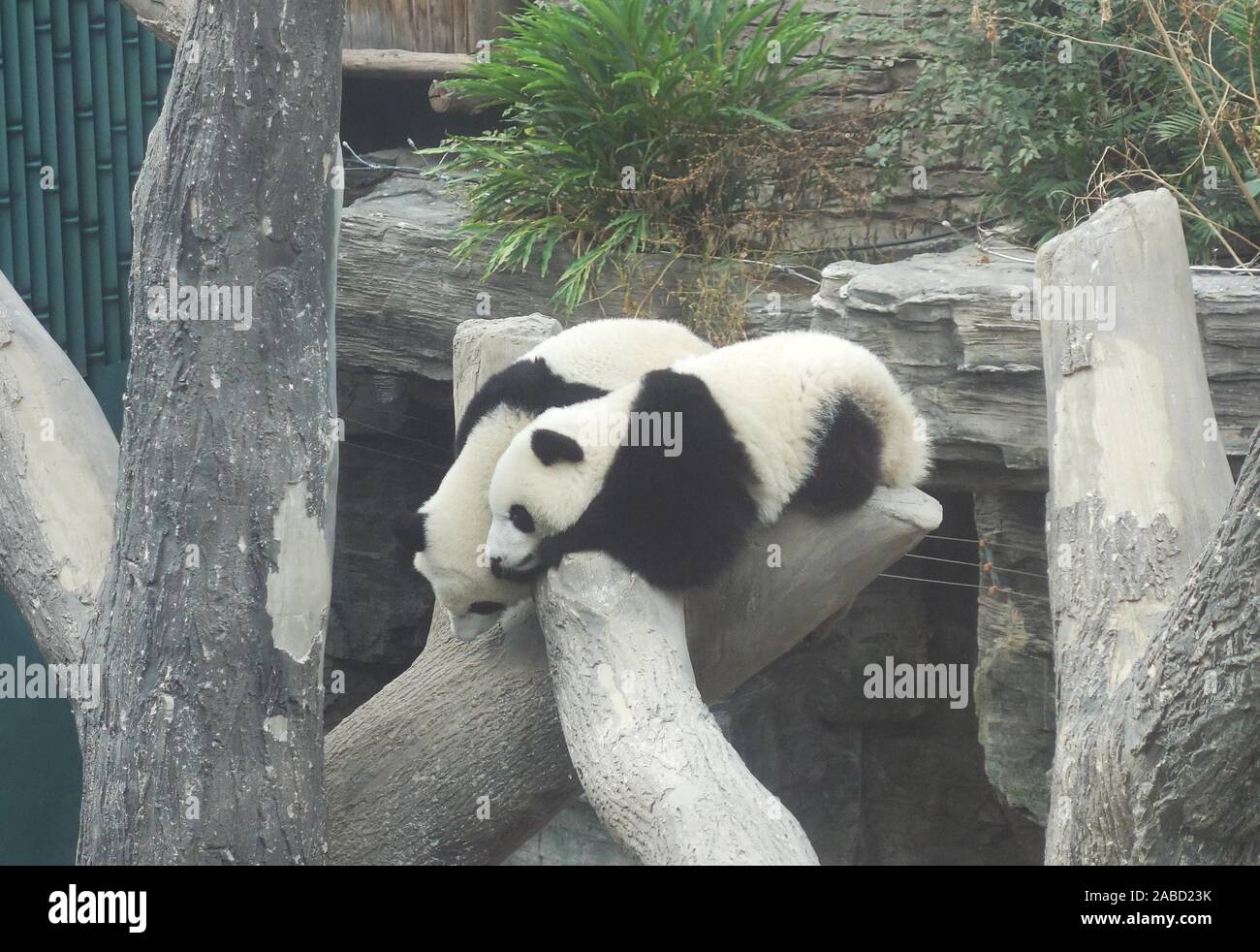 One-year-old twin pandas Meng Bao and Meng Yu just moved to Olympic ...