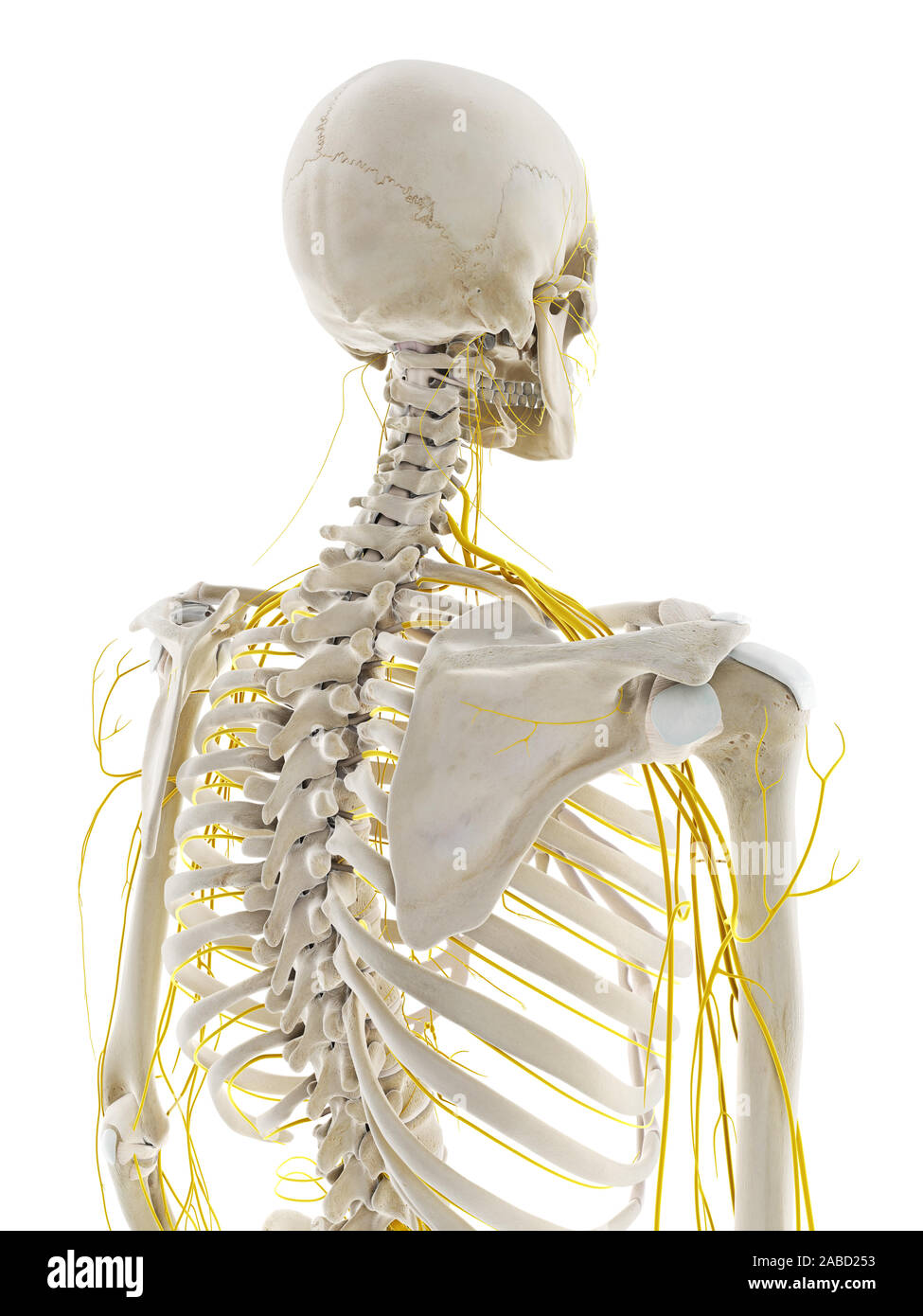 3d rendered medically accurate illustration of the nerves of the back ...
