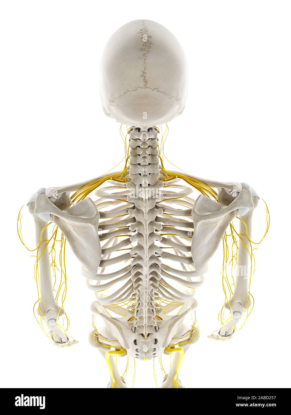 3d rendered medically accurate illustration of the nerves of the back ...