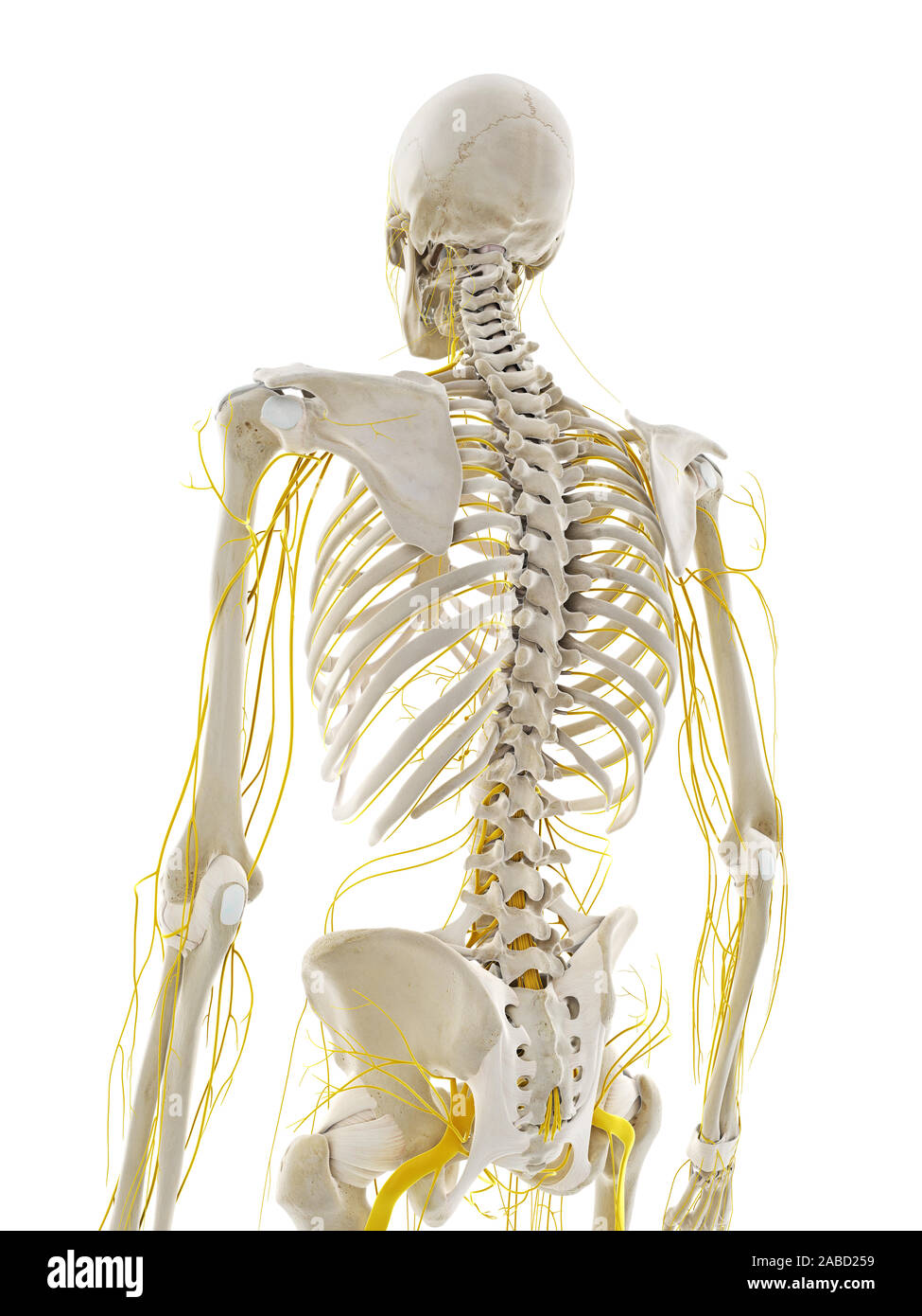 3d rendered medically accurate illustration of the nerves of the back ...