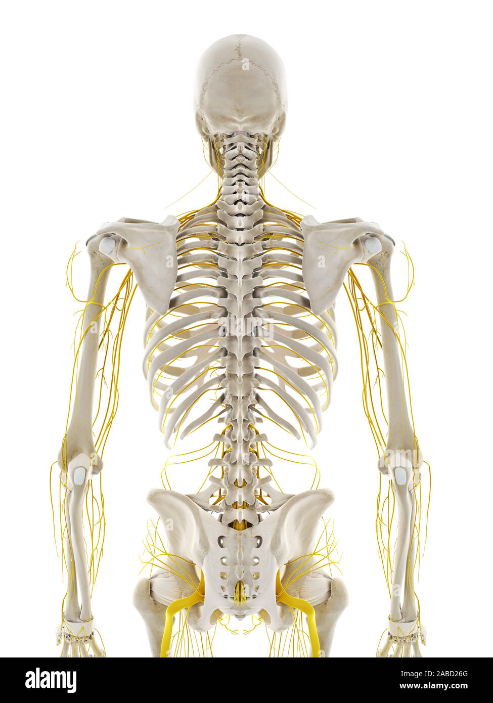 3d rendered medically accurate illustration of the nerves of the back ...