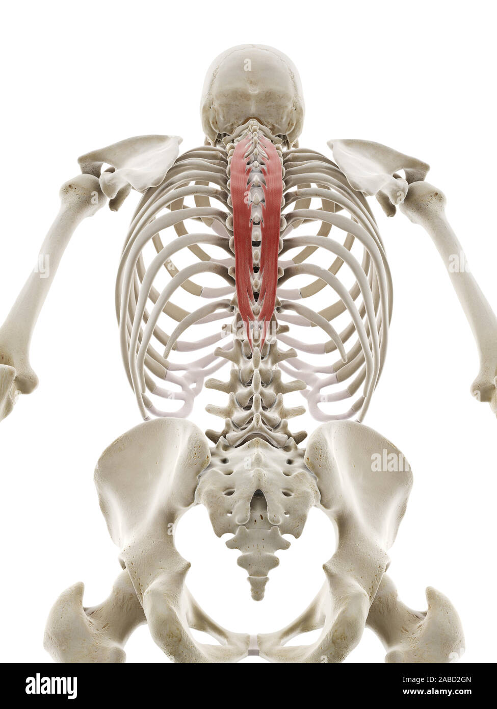 3d rendered medically accurate illustration of the spinalis thoracis ...