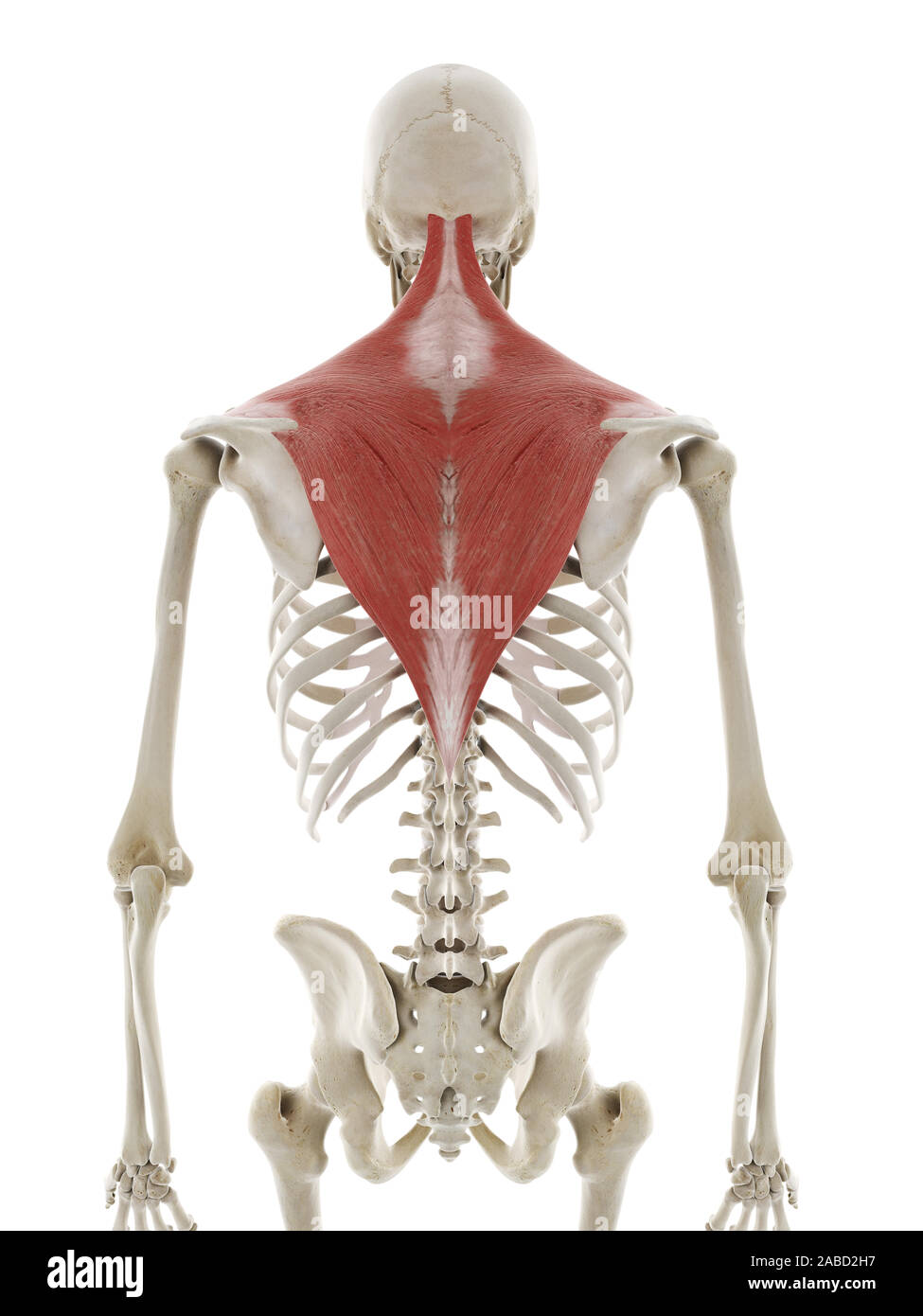 3d rendered medically accurate illustration of the trapezius Stock ...