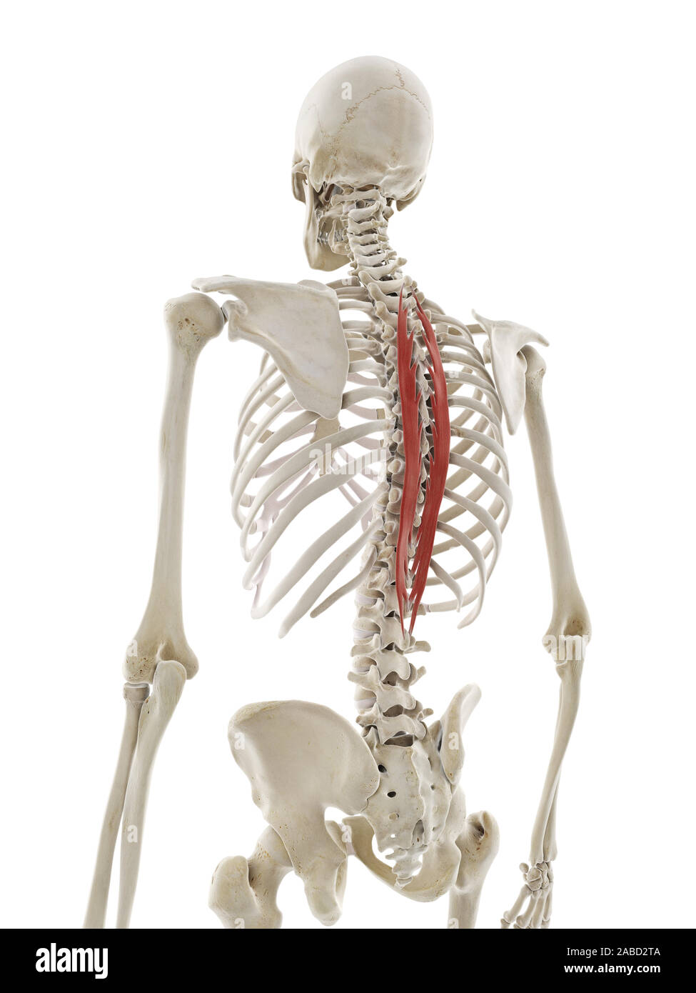 Spinalis thoracis muscle hi-res stock photography and images - Alamy