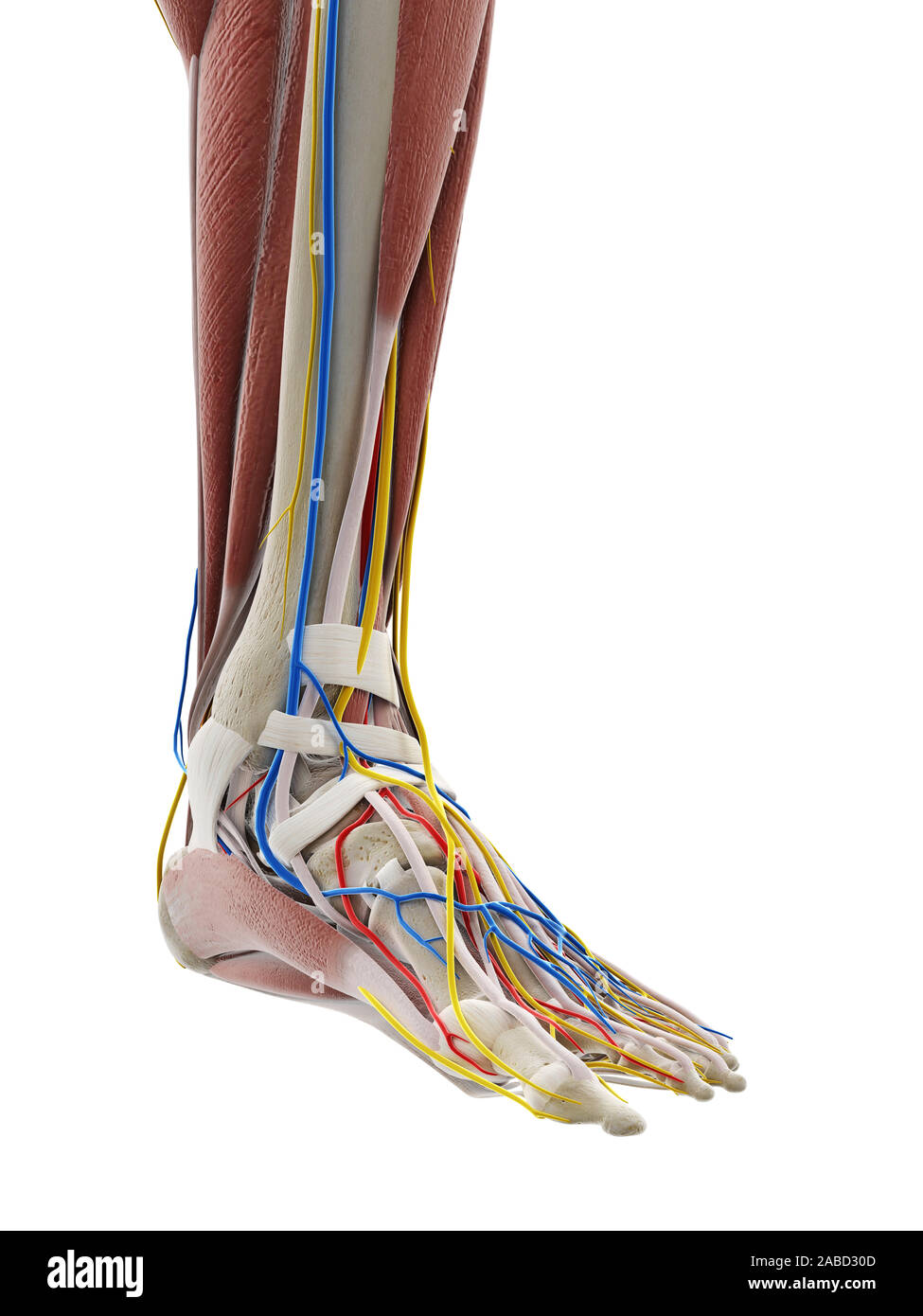 3d rendered medically accurate illustration of the anatomy of the foot ...