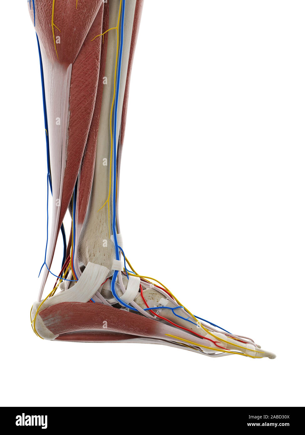 3d rendered medically accurate illustration of the anatomy of the foot ...