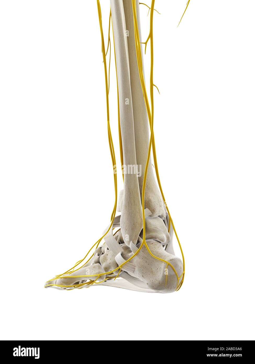 3d rendered medically accurate illustration of the nerves of the foot ...