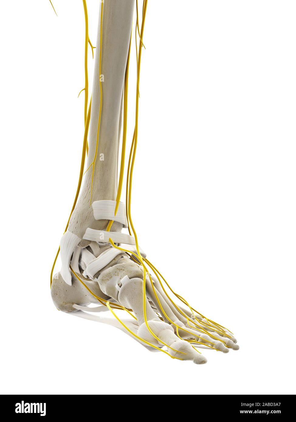 3d rendered medically accurate illustration of the nerves of the foot ...