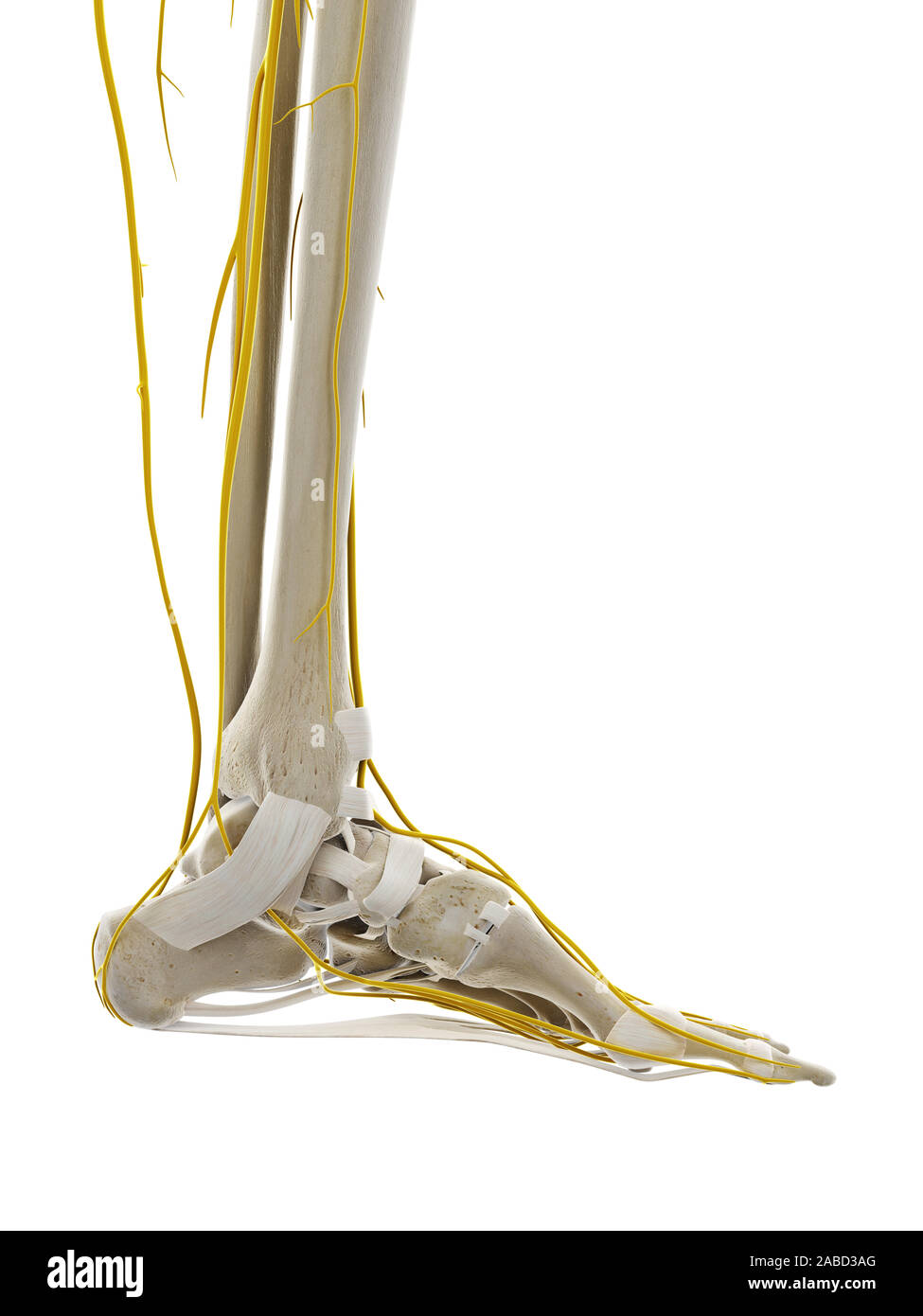 3d rendered medically accurate illustration of the nerves of the foot ...