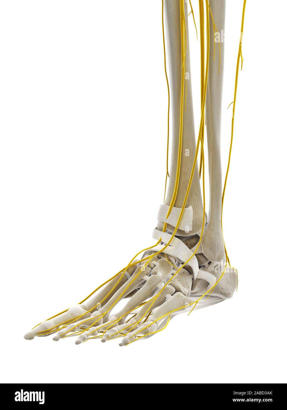 Human foot nerves Cut Out Stock Images & Pictures - Alamy