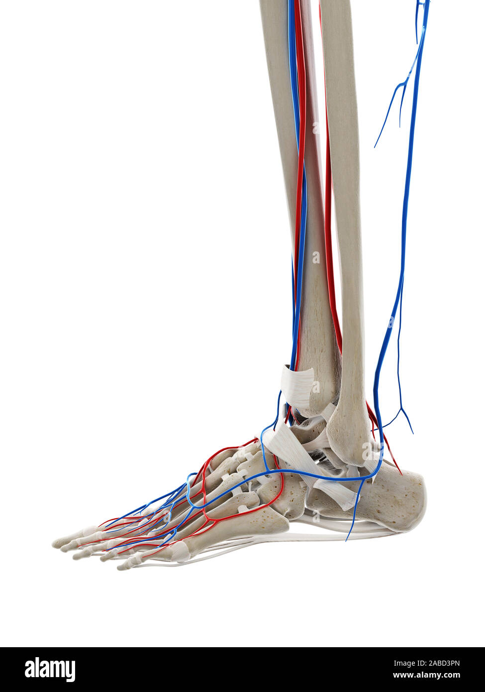 Blood vessels of the foot Cut Out Stock Images & Pictures - Alamy
