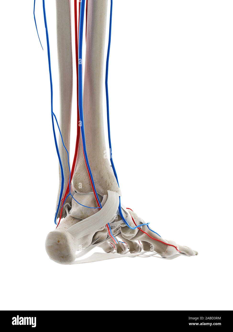 3d rendered medically accurate illustration of the blood vessels of the ...