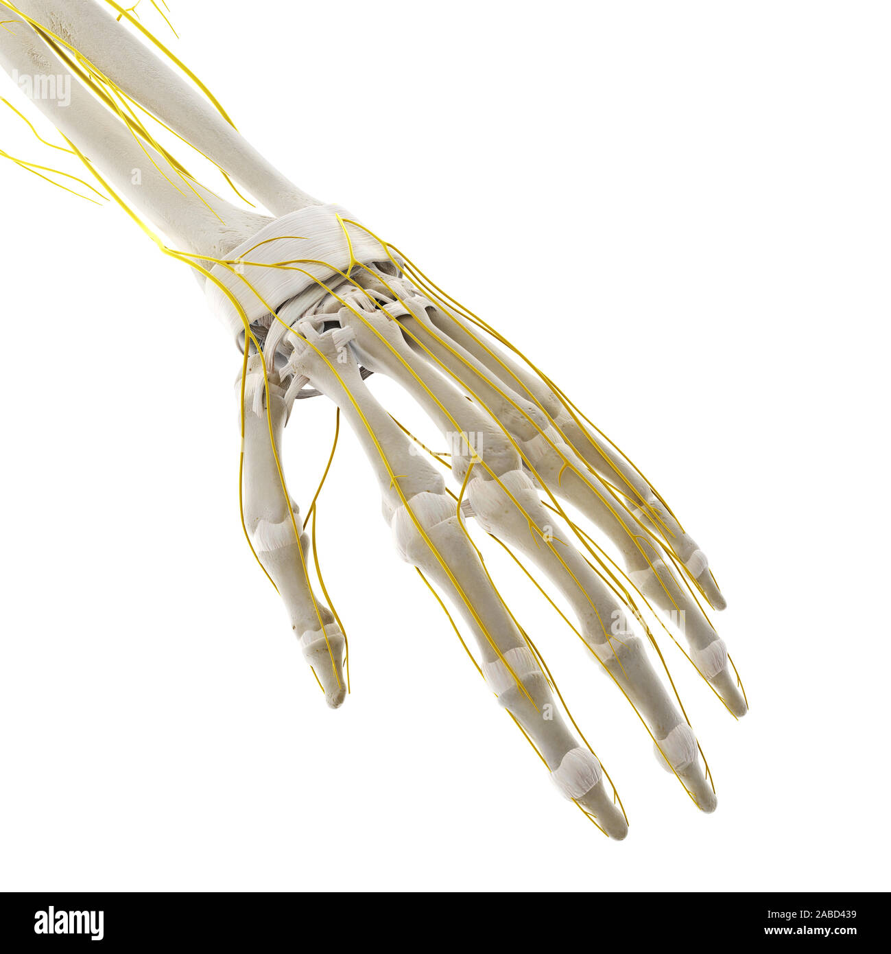 3d rendered medically accurate illustration of the nerves of the hand ...