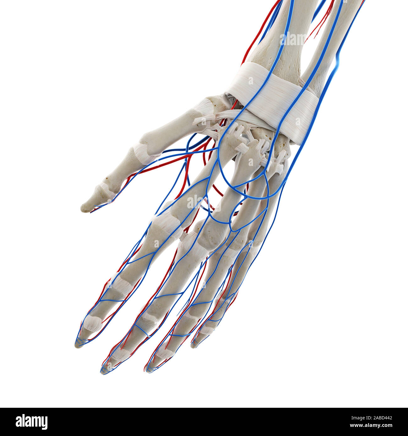 Hand Blood Vessels Illustration Stock Photos & Hand Blood Vessels ...