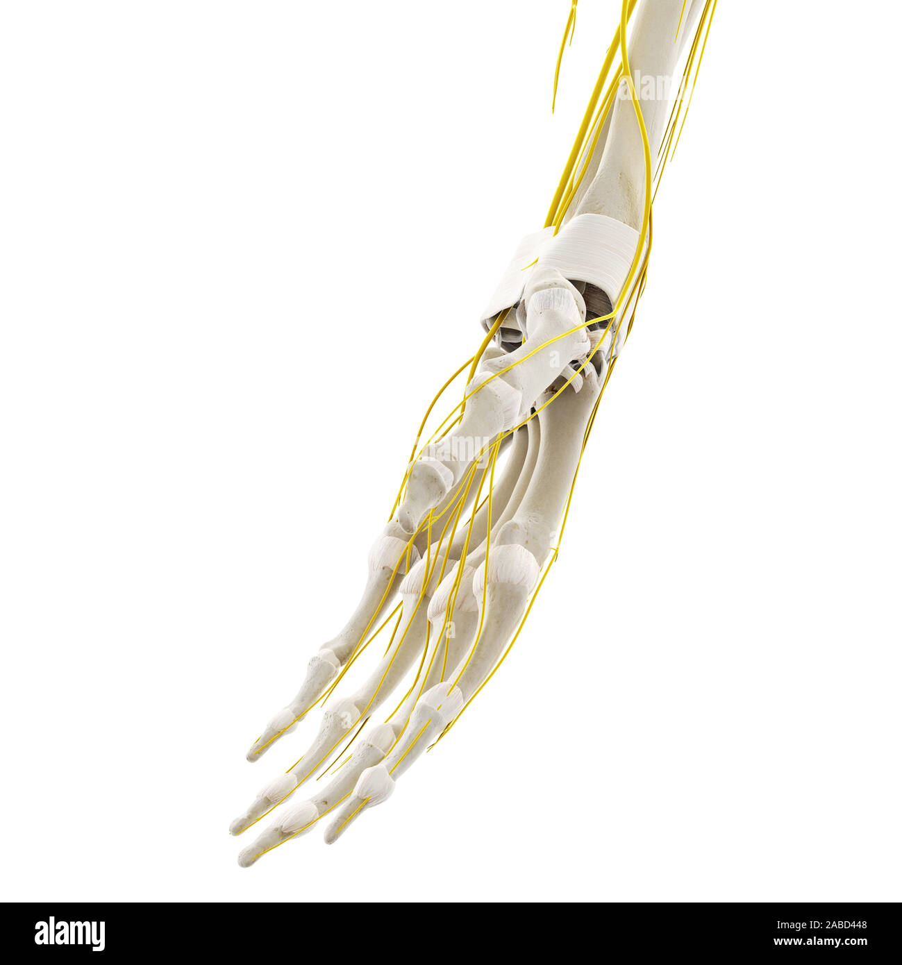 Nerves arm hi-res stock photography and images - Alamy