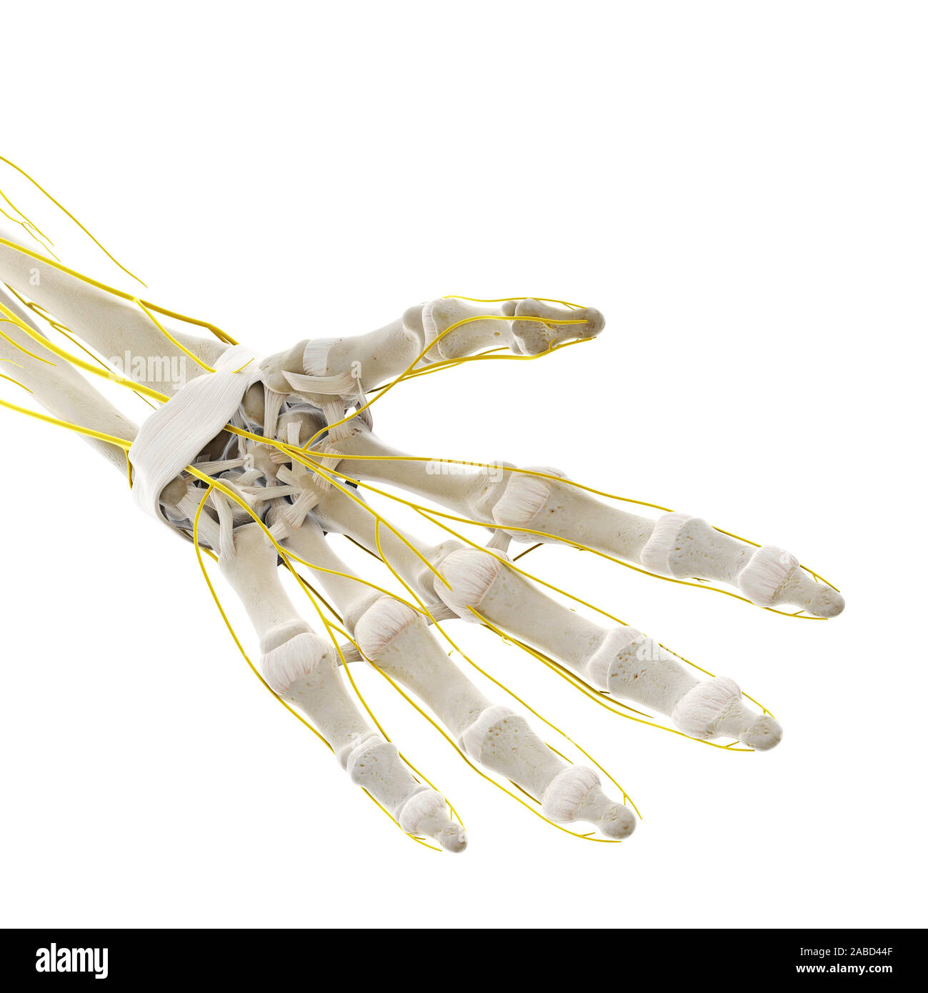 3d rendered medically accurate illustration of the nerves of the hand ...