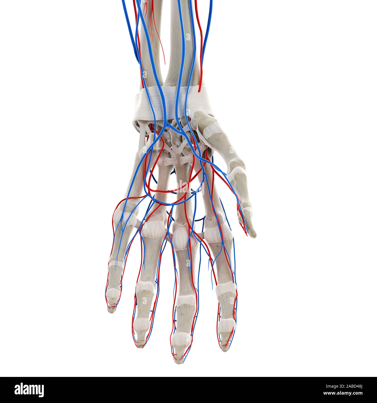 3d rendered medically accurate illustration of the blood vessels of the ...