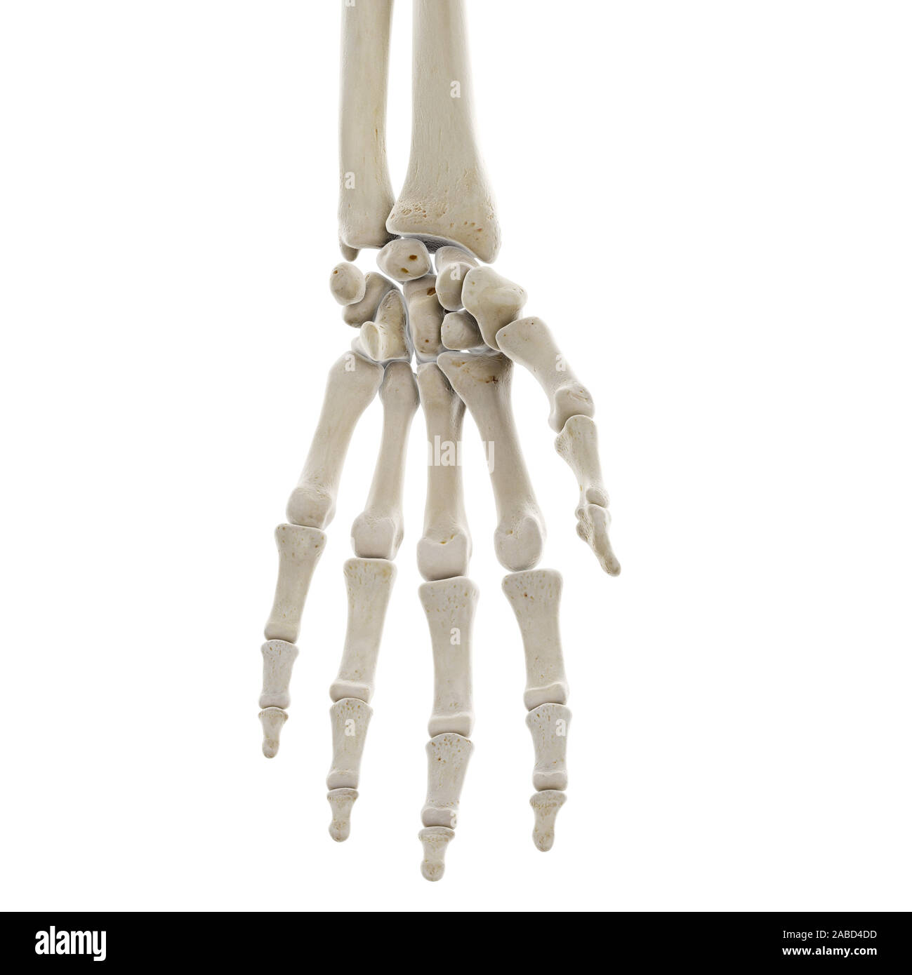 3d rendered medically accurate illustration of the bones of the hand ...