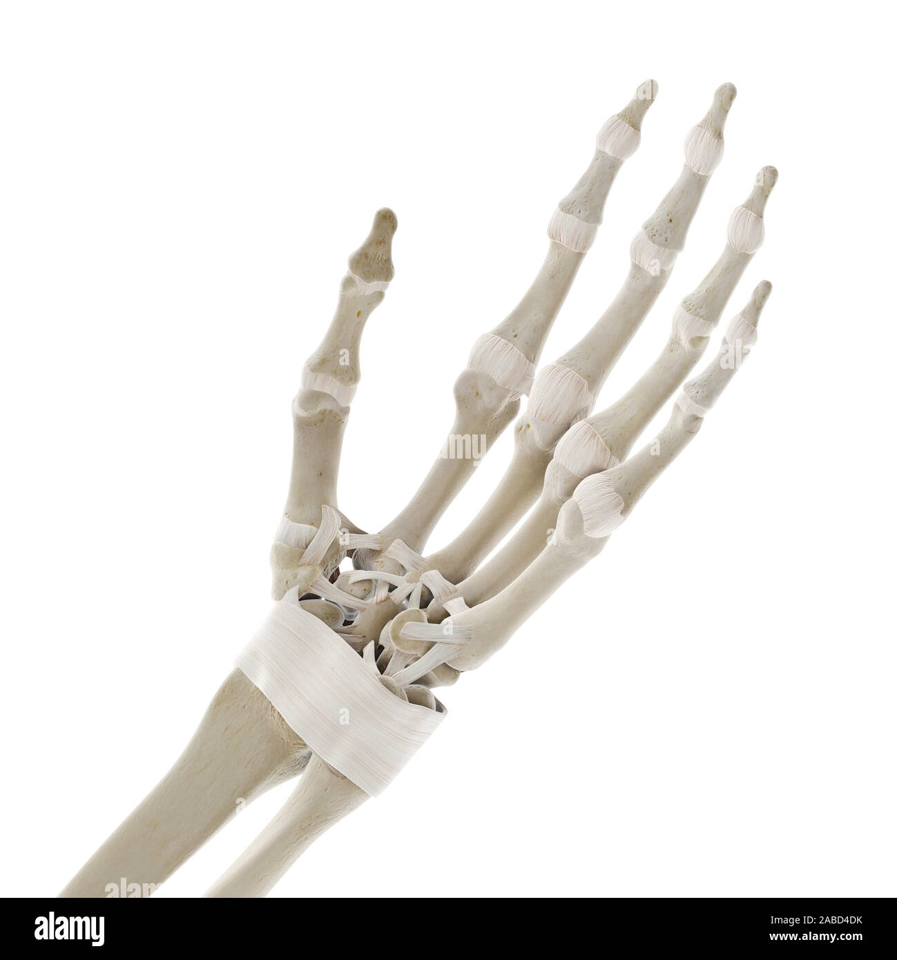 3d rendered medically accurate illustration of the ligaments of the ...