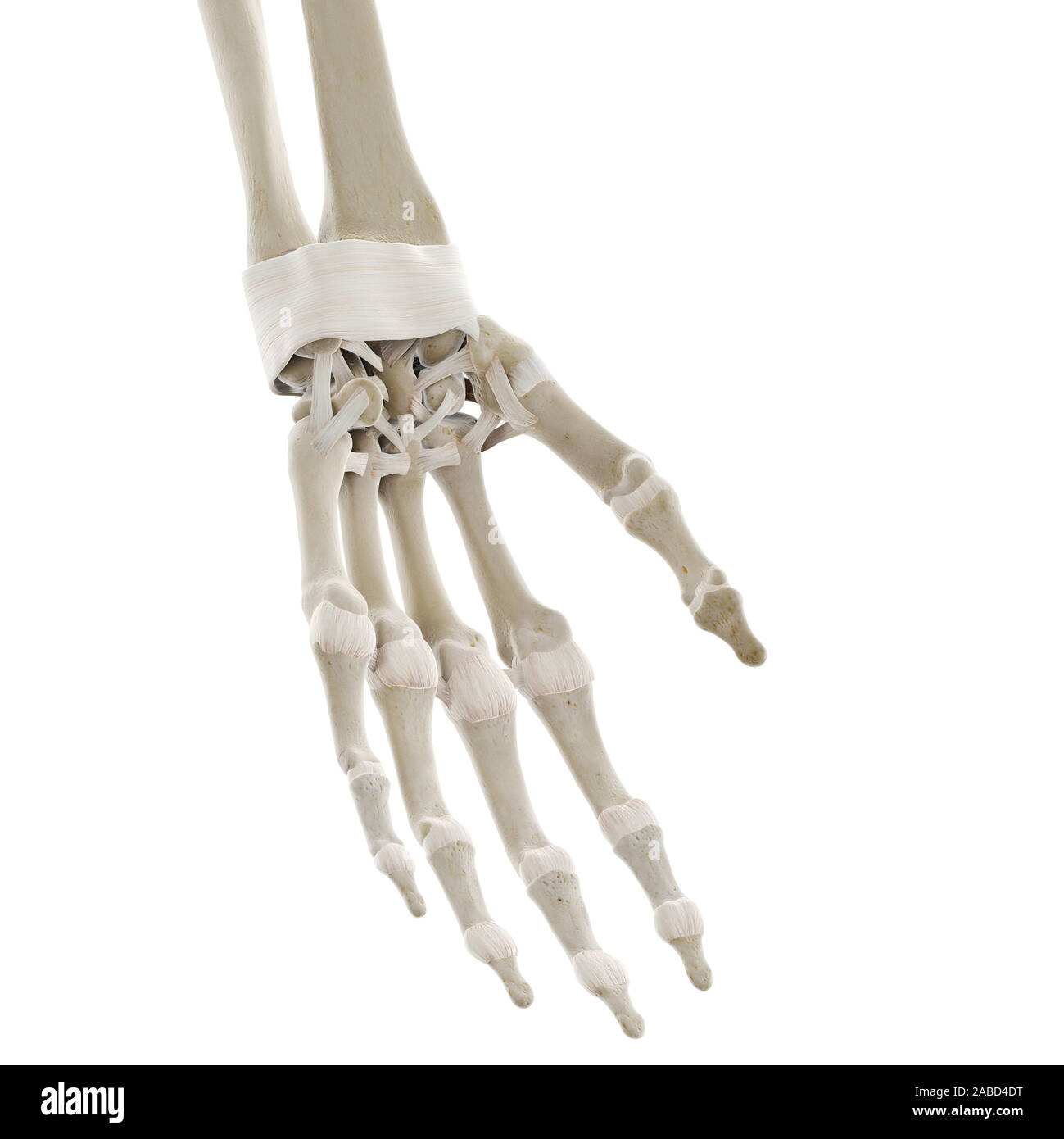 3d rendered medically accurate illustration of the ligaments of the ...